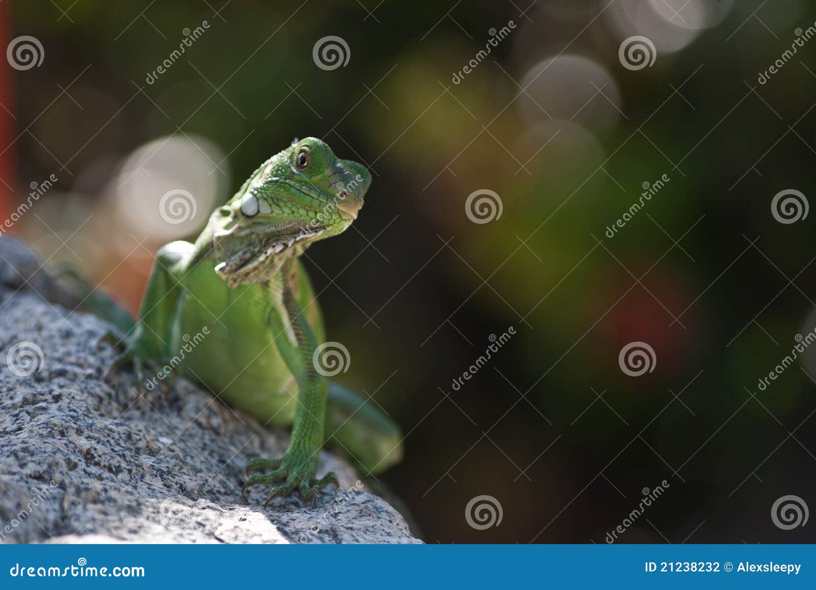 Aruba Gecko / Gonatodes Antillensis Royalty-Free Stock Photo ...