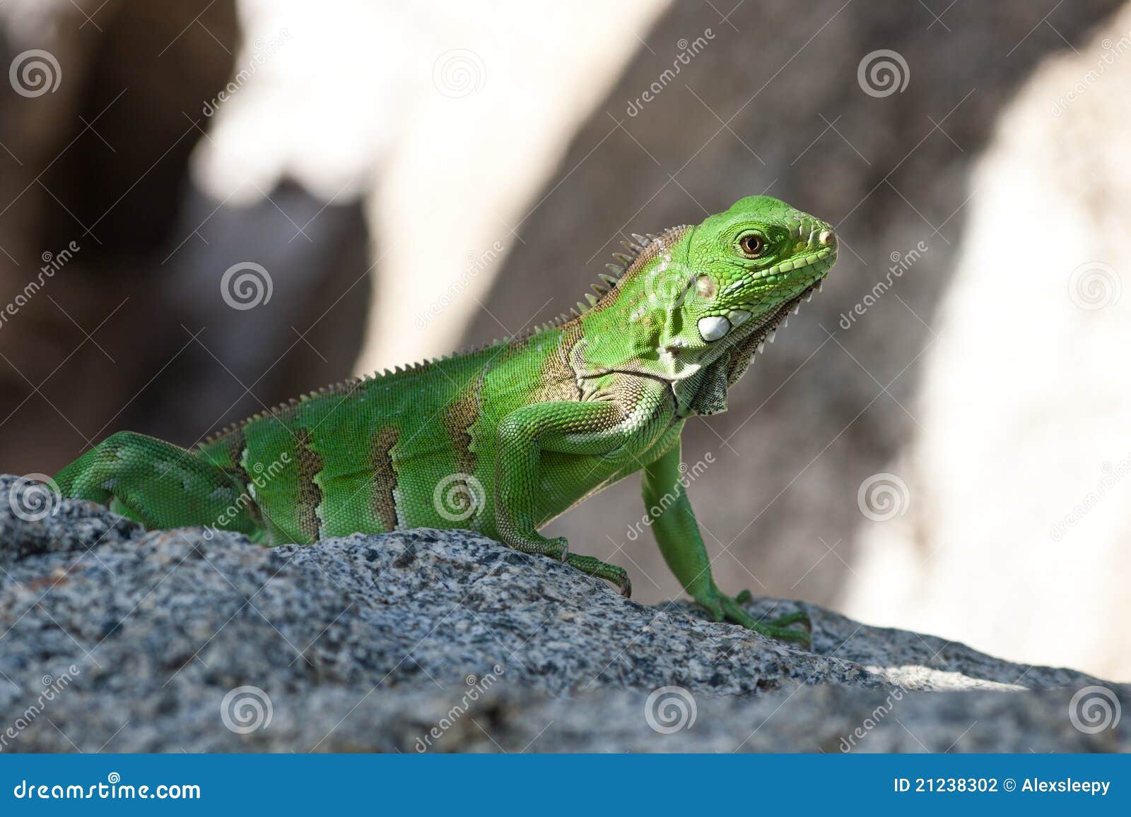 Aruba Gecko / Gonatodes Antillensis Royalty-Free Stock Photo ...