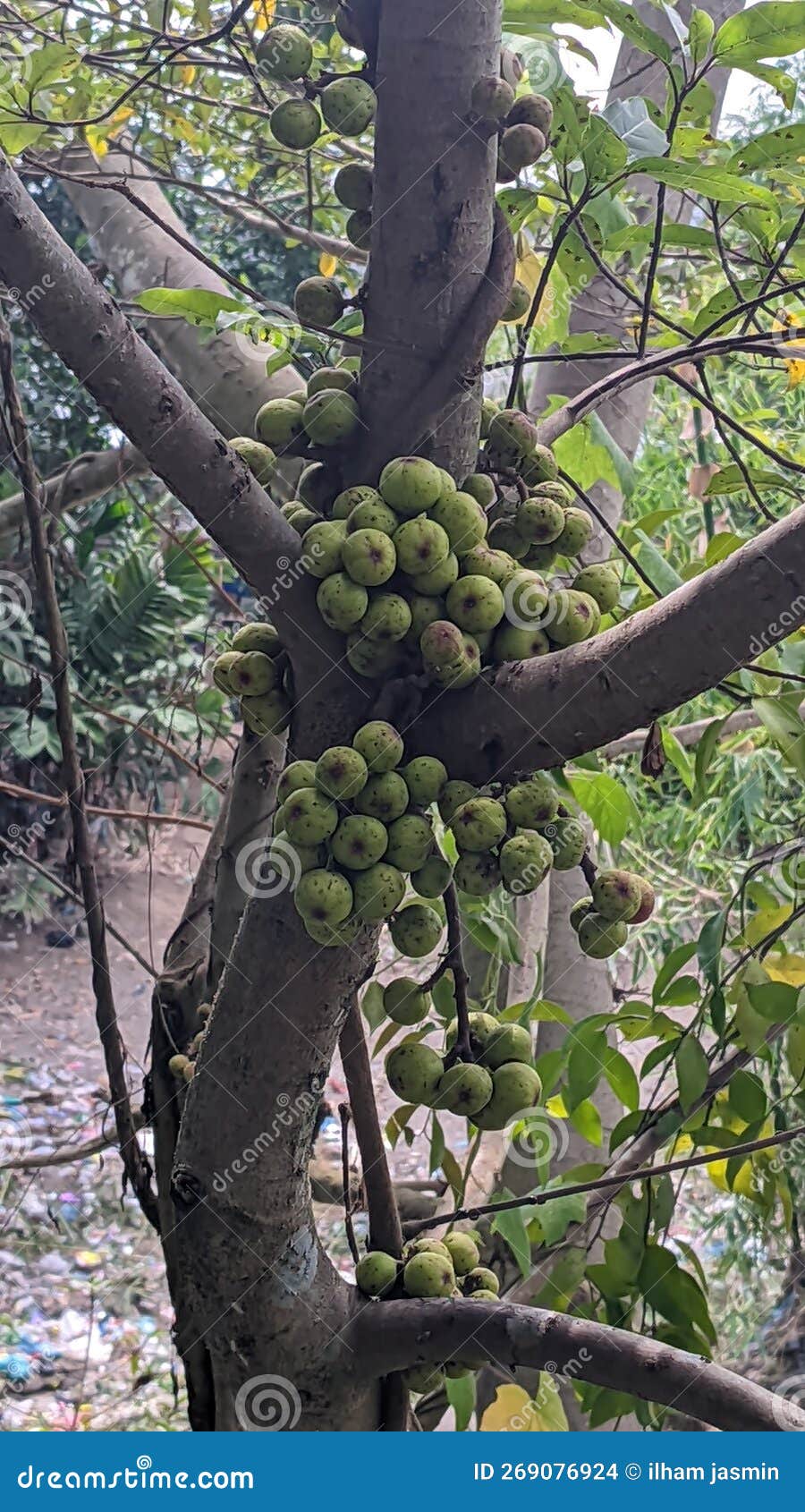 Green LOA fruit stock photo. Image of fruit, green, natural - 269076924