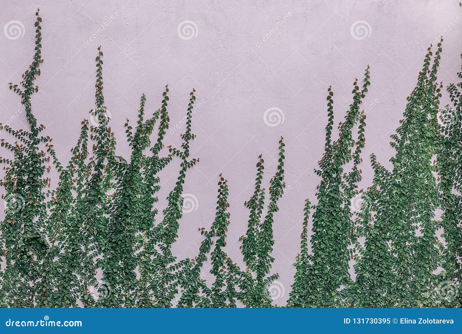 Green Loach Crawling on the Wall Stock Image - Image of garden, beauty ...