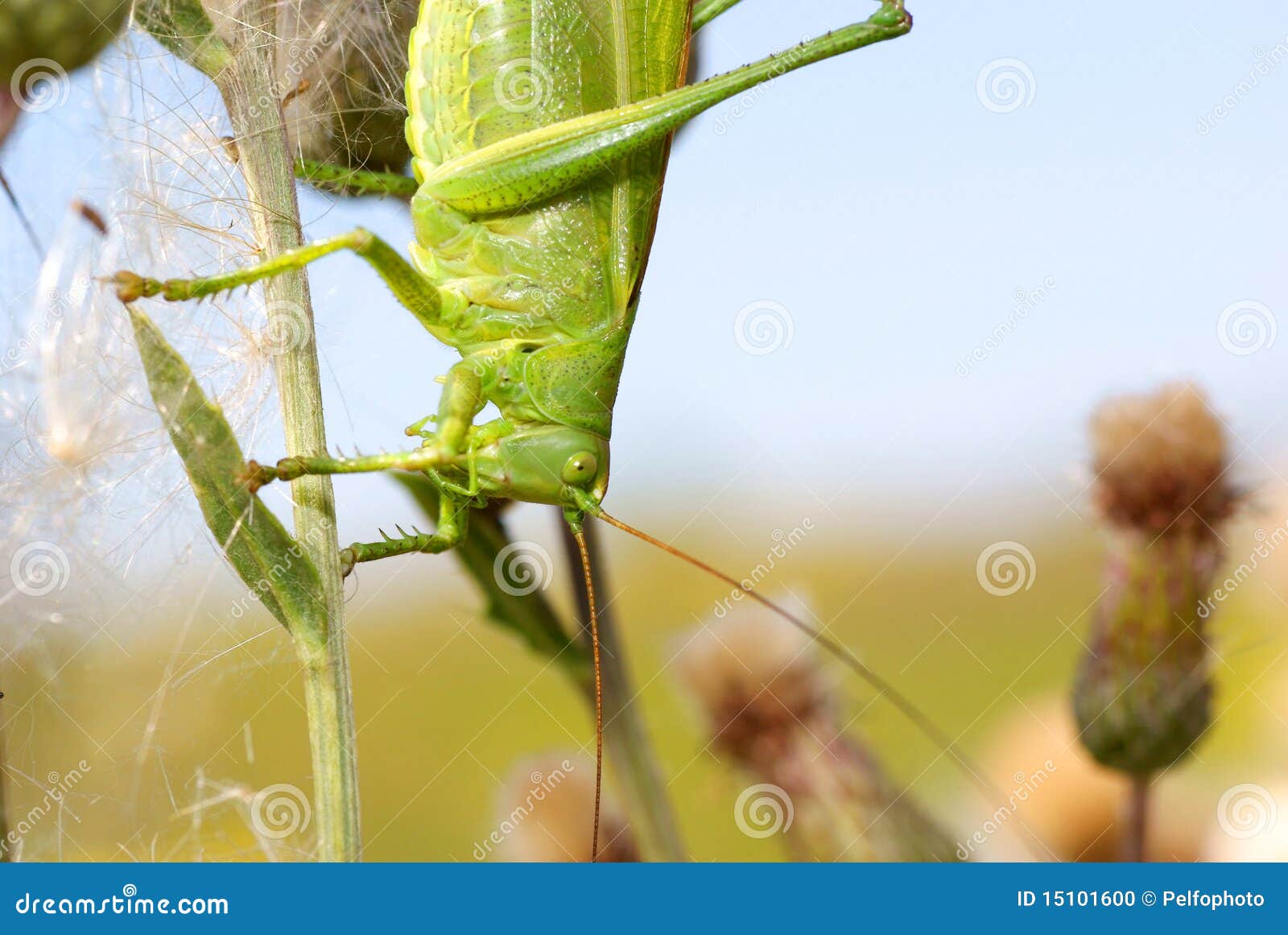 Green locust. stock photo. Image of lesions, meadow, meadows - 15101600