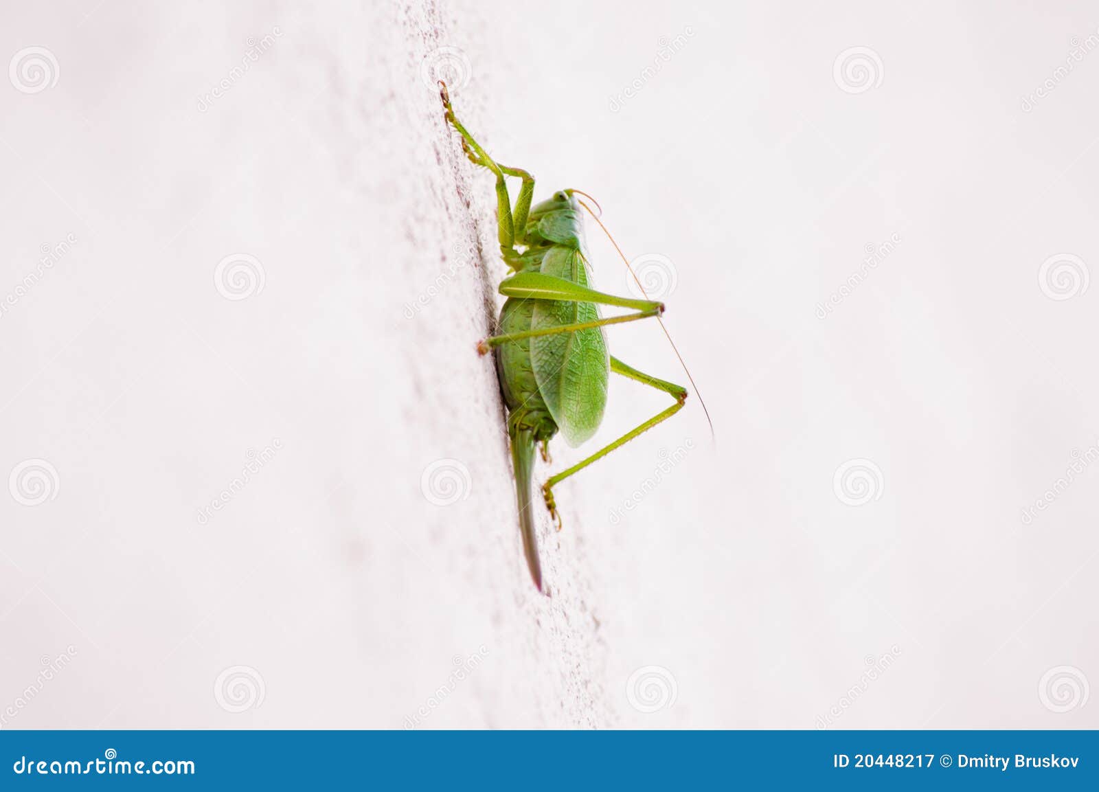 Green locust stock image. Image of leap, wings, detail - 20448217