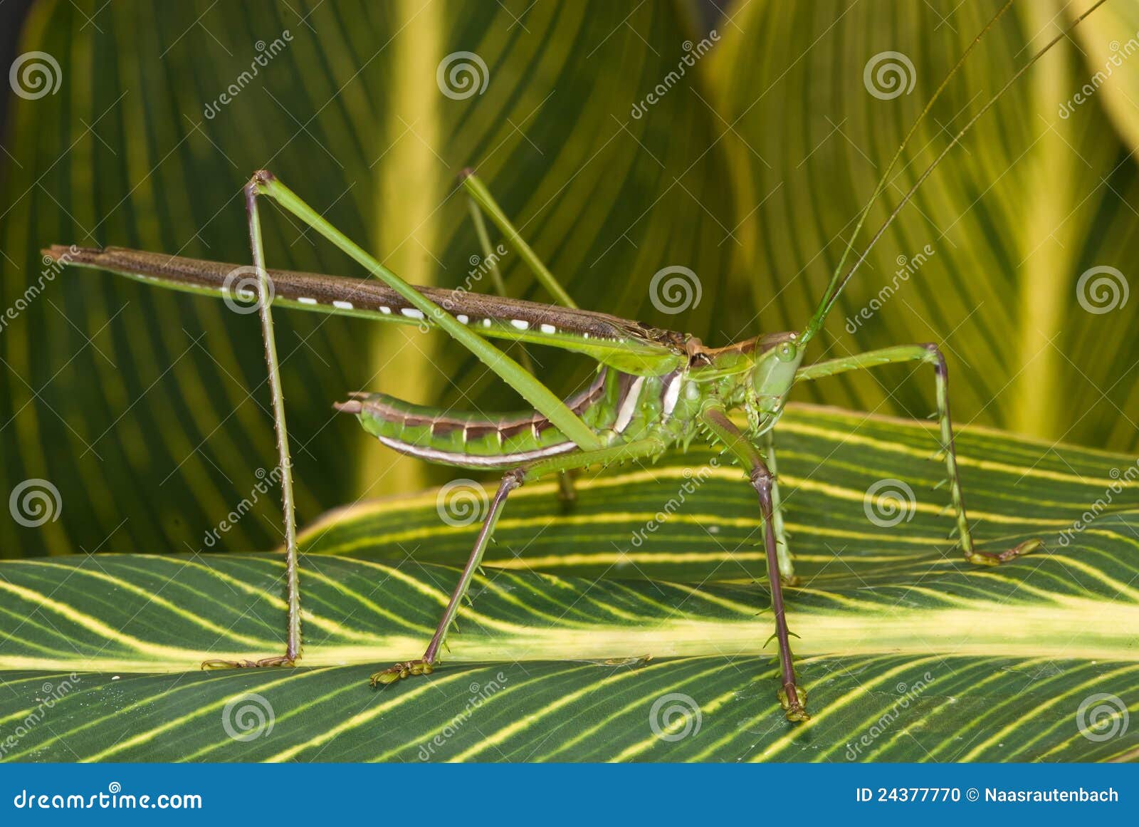 Green locust stock photo. Image of invertebrate, vegetarian - 24377770