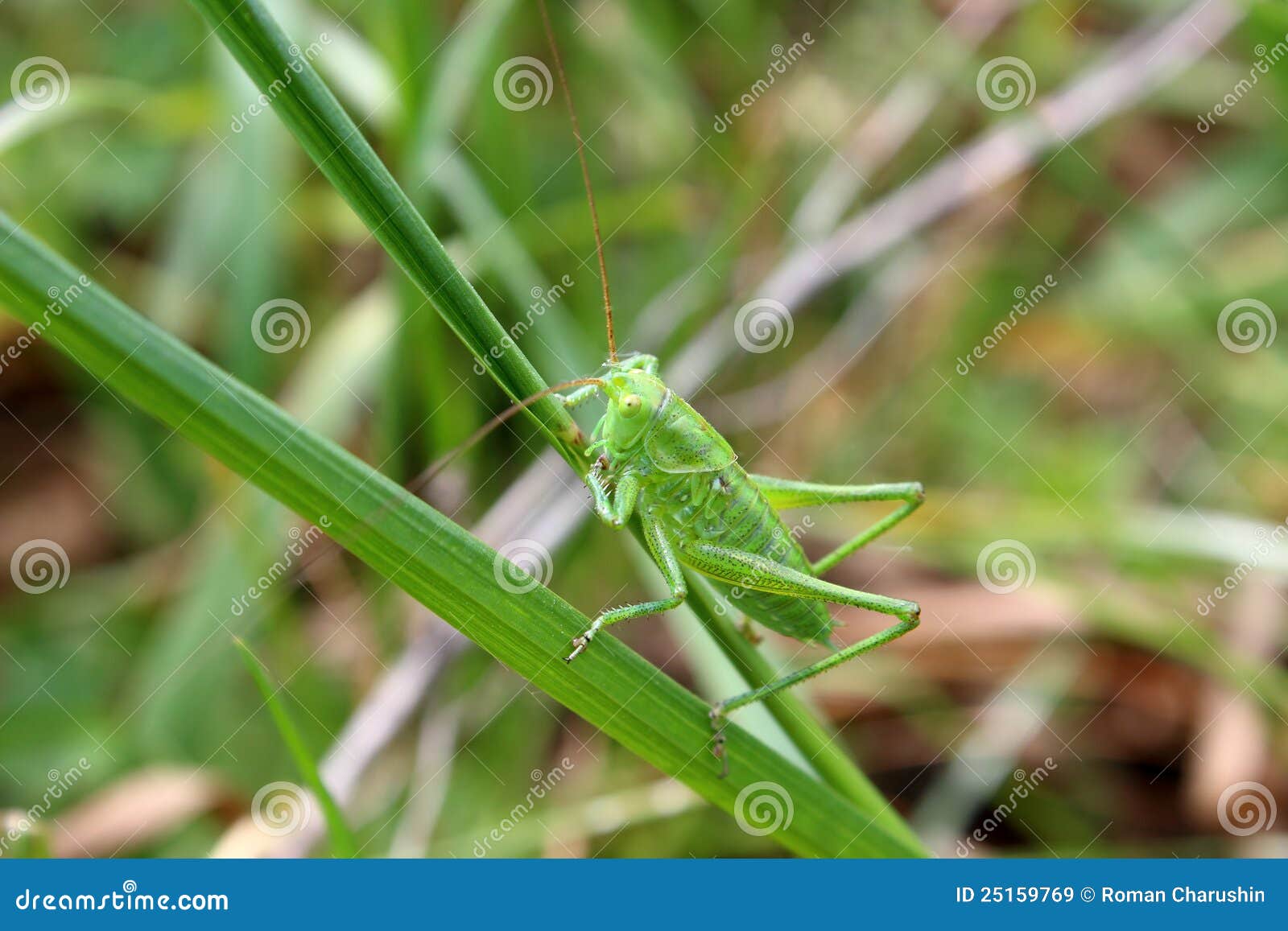 Green locust stock image. Image of insect, garden, antenna - 25159769