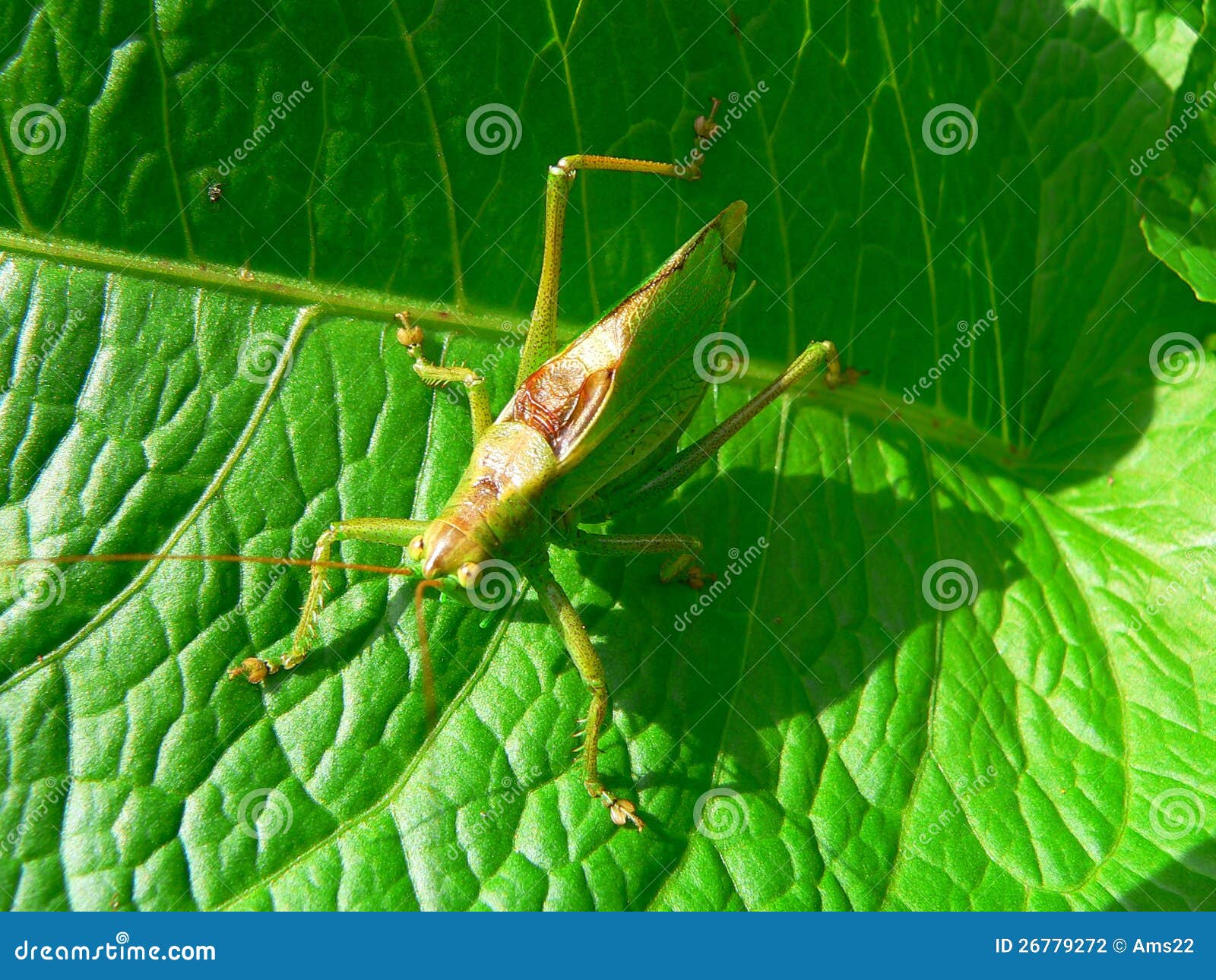 Green locust stock photo. Image of fauna, antenna, fields - 26779272