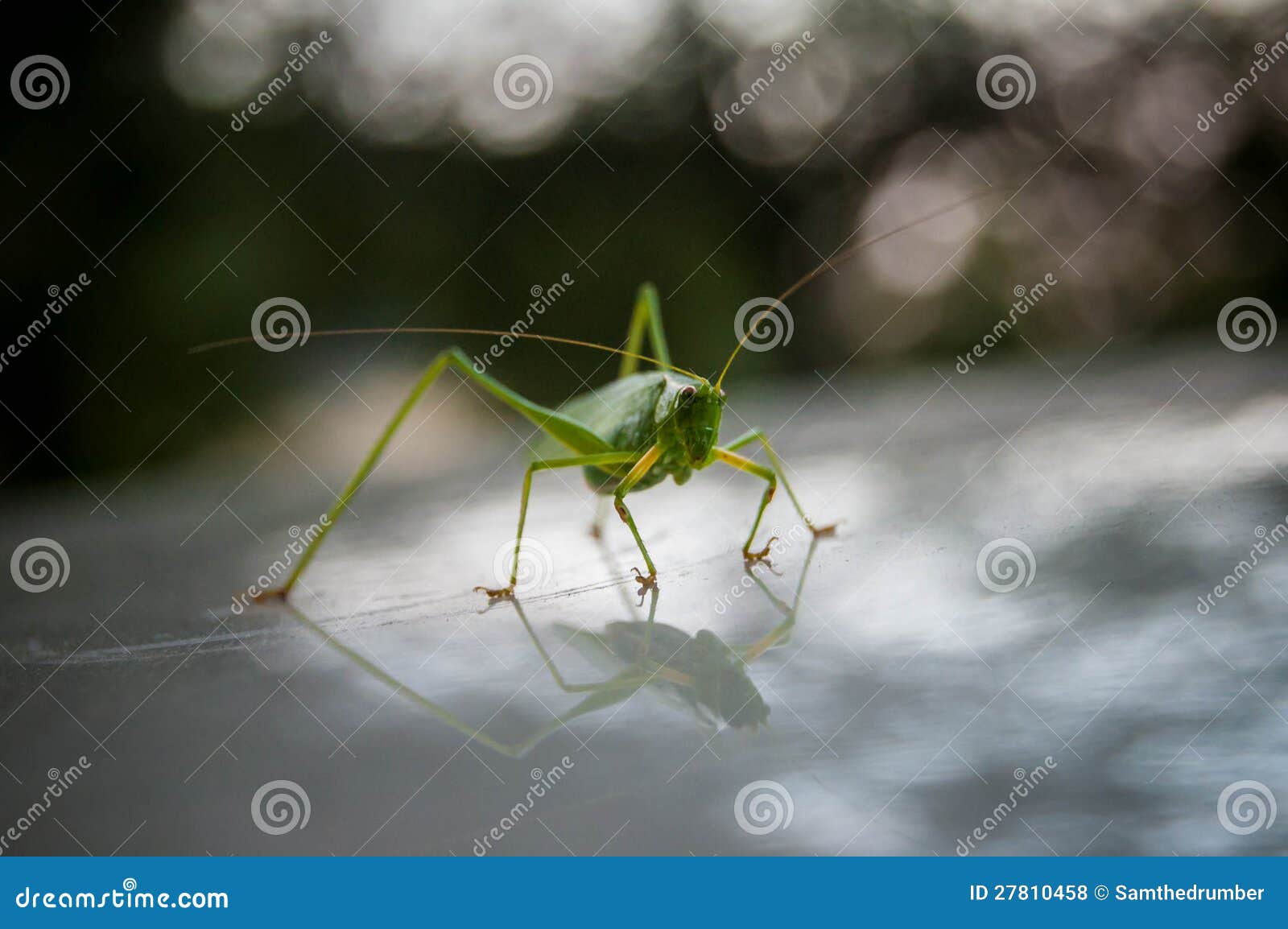 Green Locust stock photo. Image of closeup, locust, insect - 27810458