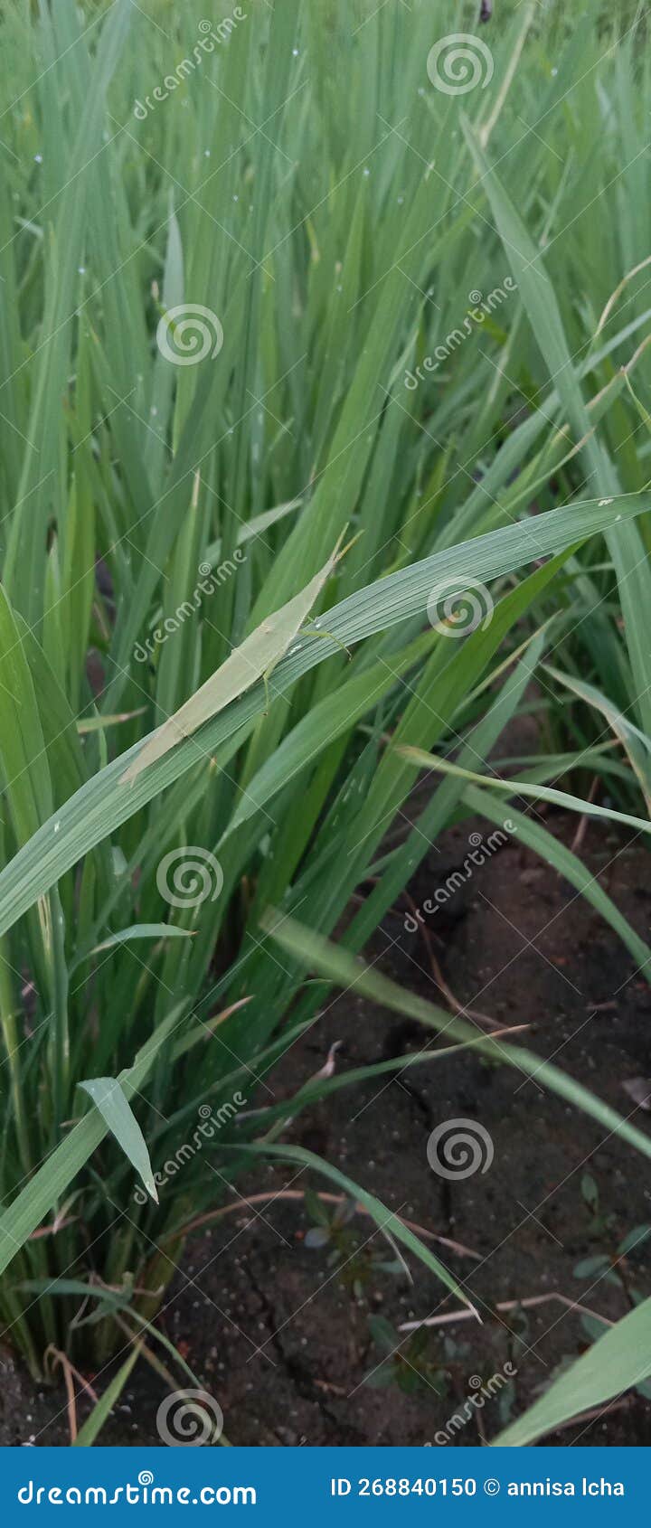This is a Green Locust the Color is almost the Same As the Leaves Stock ...
