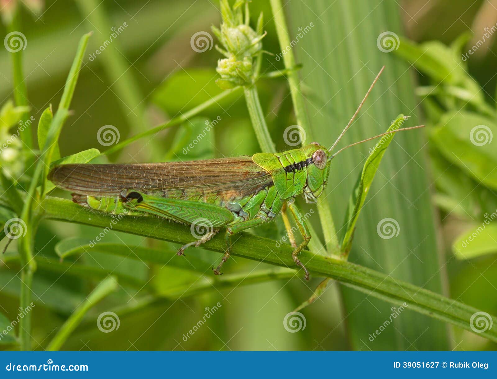 Green Locust on a Grass Leaf Stock Image - Image of insect, grass: 39051627