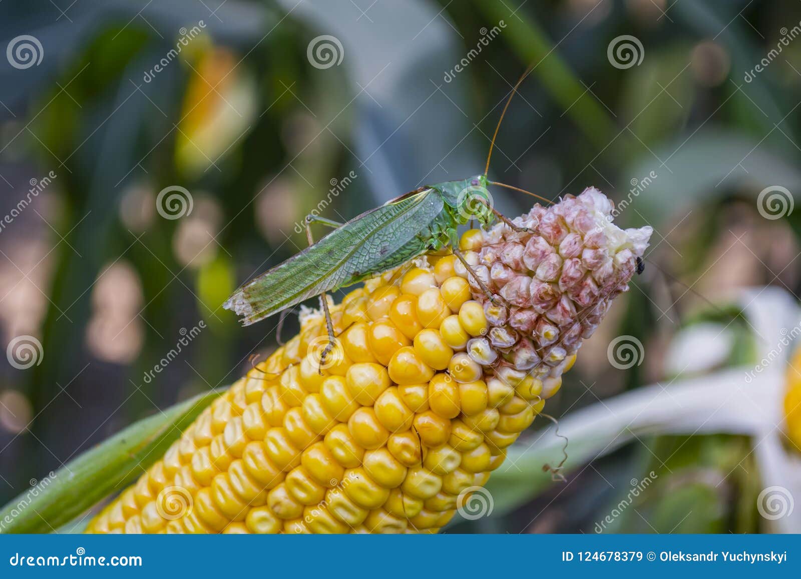 A Green Locust or a Grasshopper Eats Corn, Sitting on the Ear Stock ...