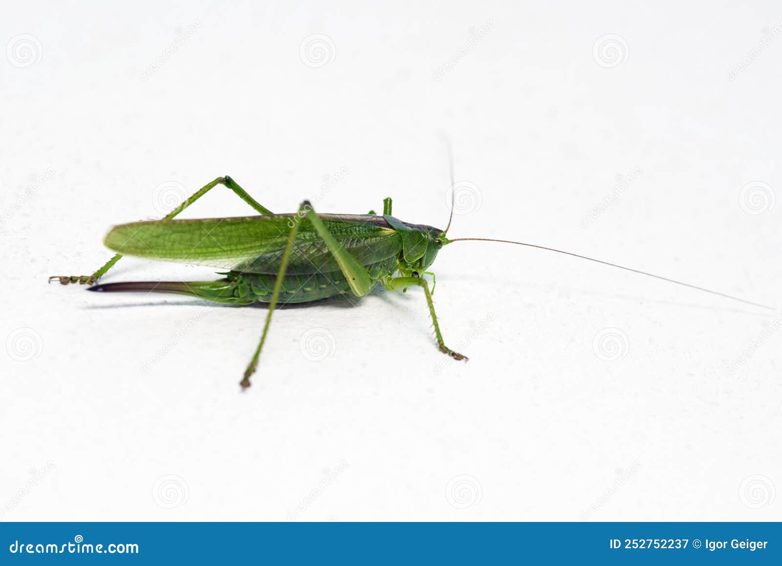 Green Locust Insect, Close-up on a White Background Stock Image - Image ...