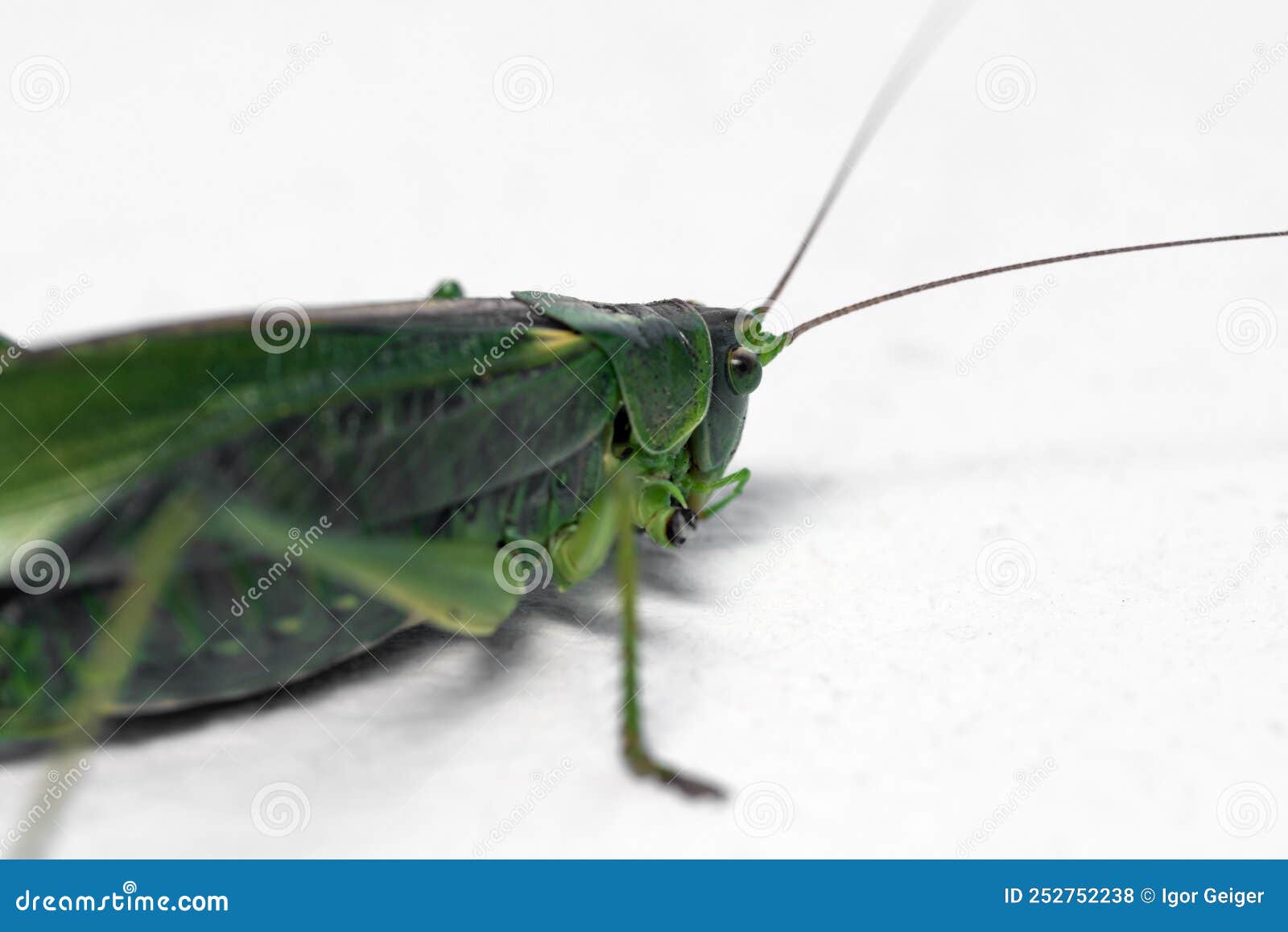 Green Locust Insect, Close-up on a White Background Stock Photo - Image ...