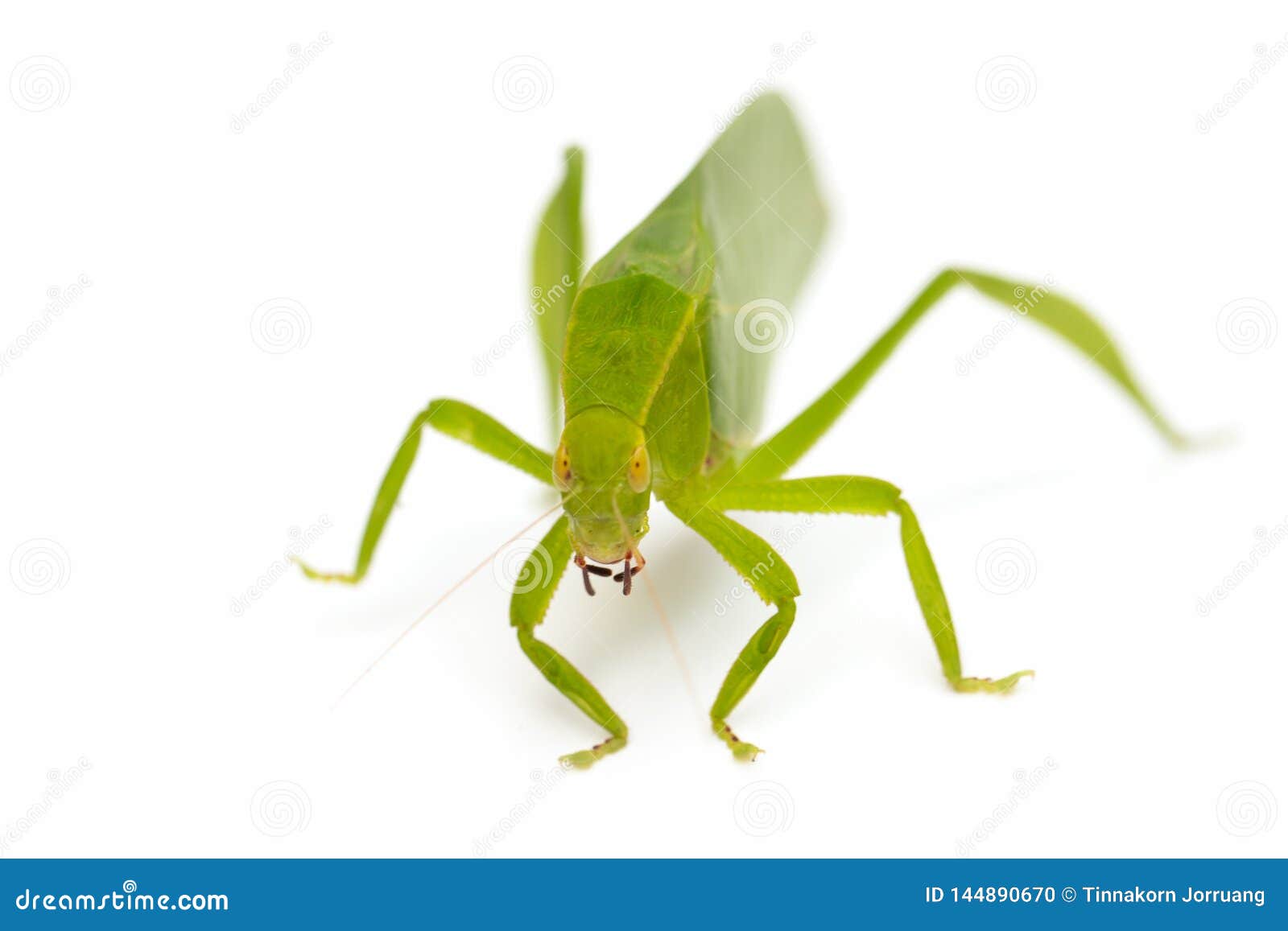 Grasshopper Insect Powder. Orthoptera Flour For Insects Eating As Food ...