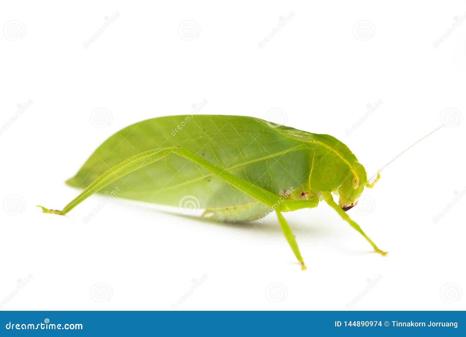 Green Locust Aka Grass Hopper Angry Looking Into Camera Stock Photo ...