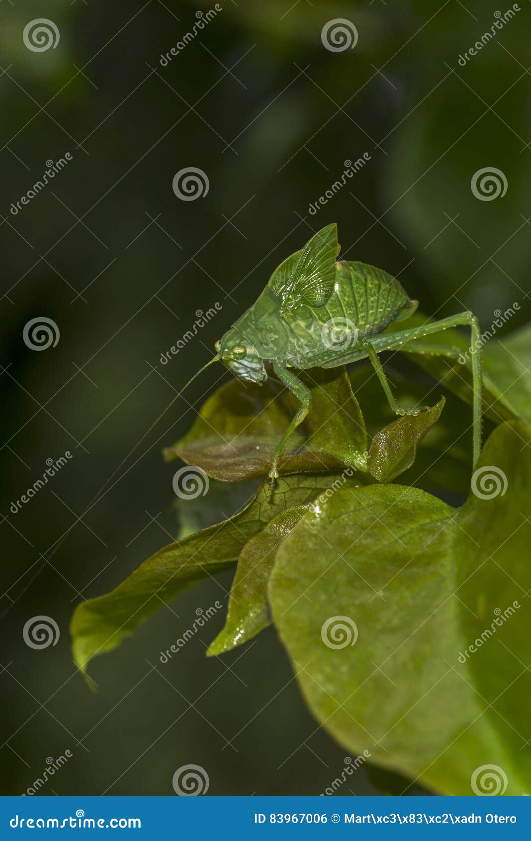 Green Locust with Long Antennae Stock Photo - Image of explosion ...