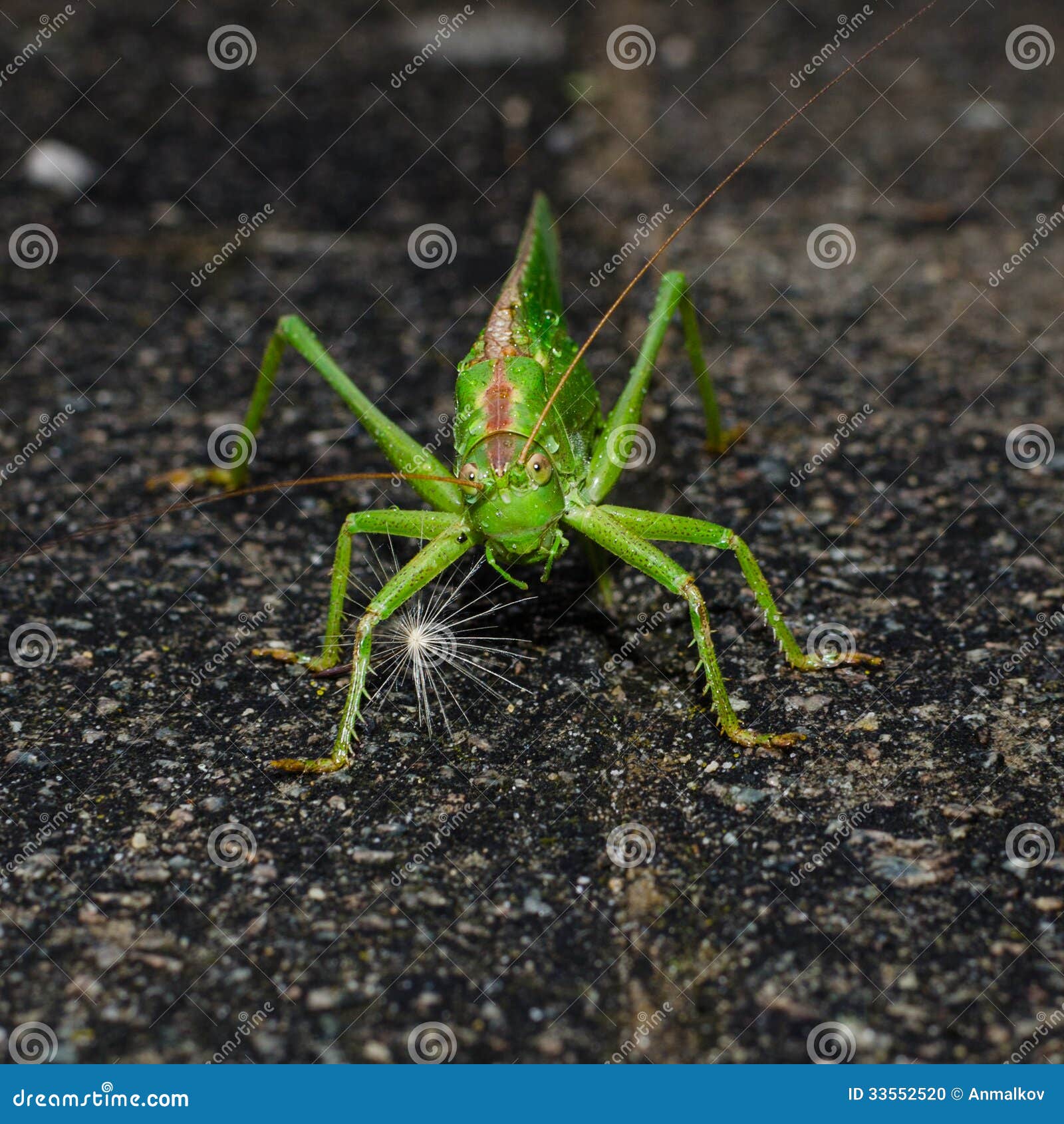 Green Locust Aka Grass Hopper Angry Looking Into Camera Stock Photo ...