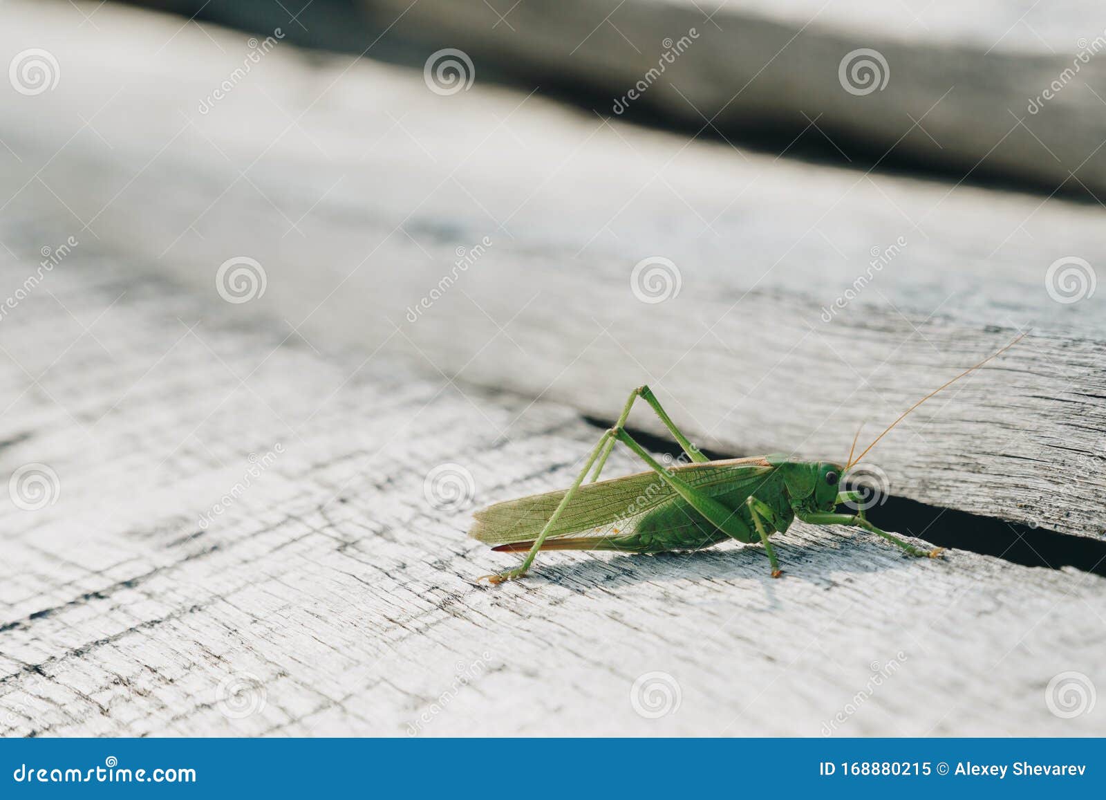 Green Locust on an Old Wooden Surface Stock Image - Image of space ...
