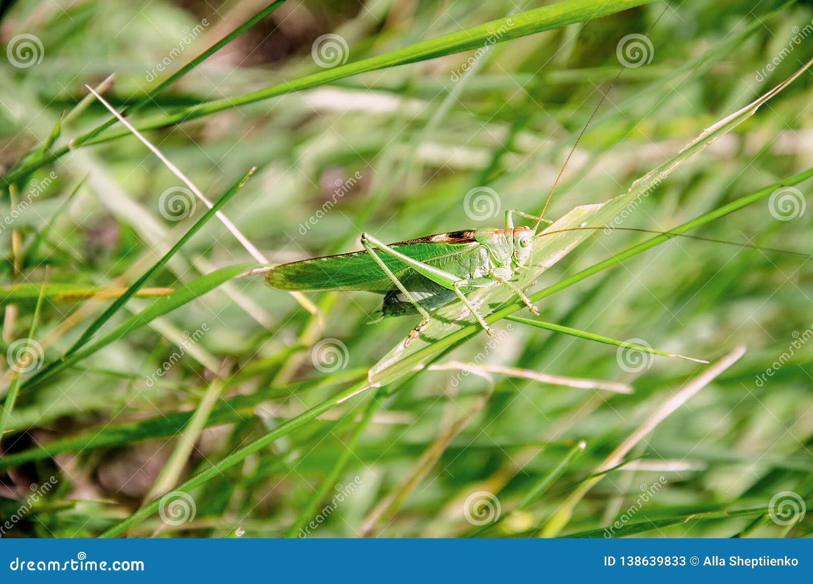 Green Locust Sits in the Green Grass Stock Image - Image of gleaming ...