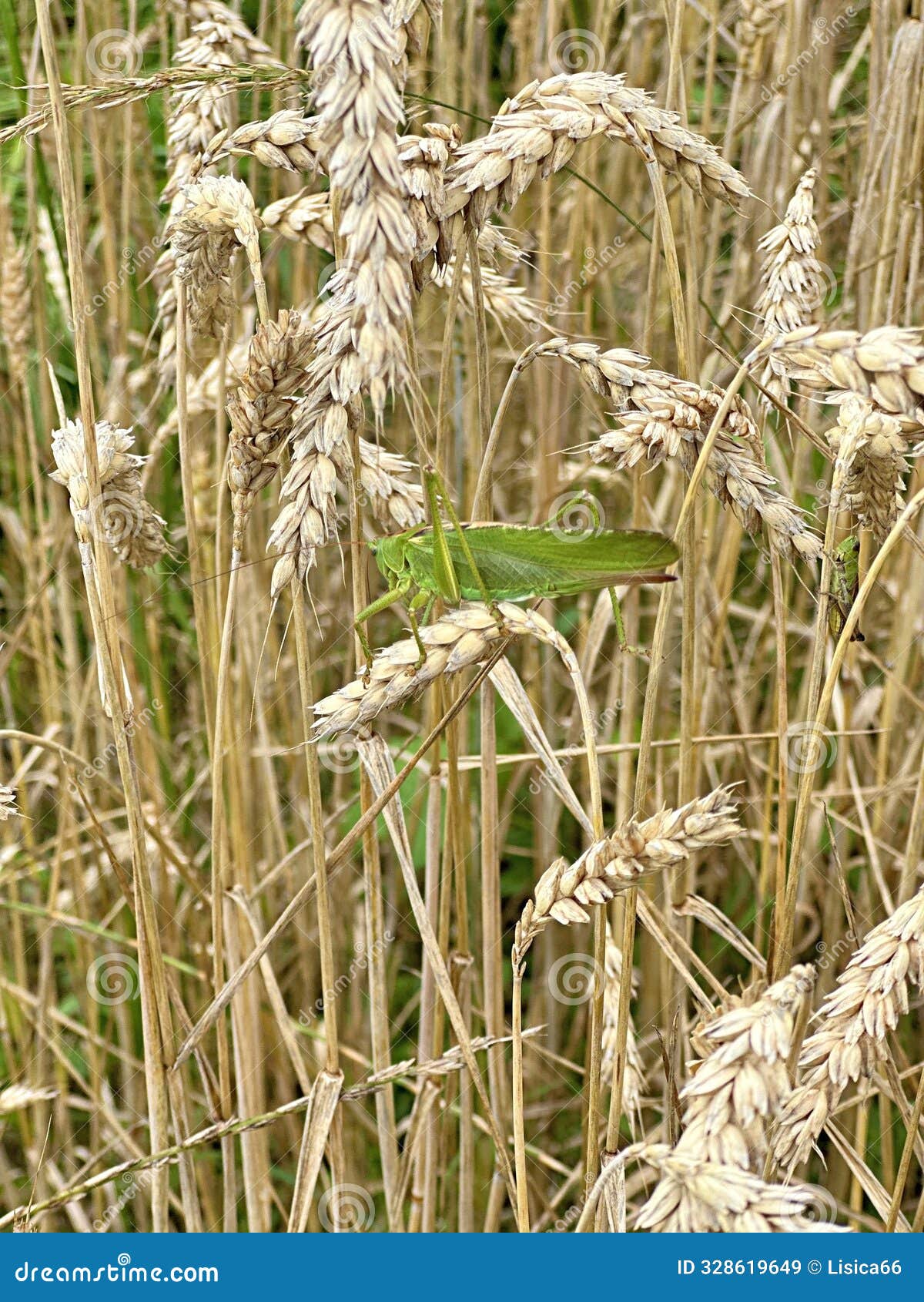 Locust On Wheat Grain. Crop Damage To Whole Grain Harvest Stock ...