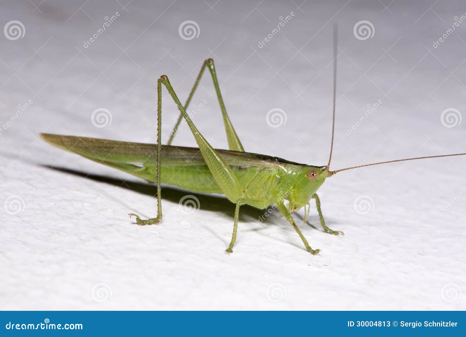 Green Locust stock image. Image of closeup, fields, grasshoppers - 30004813