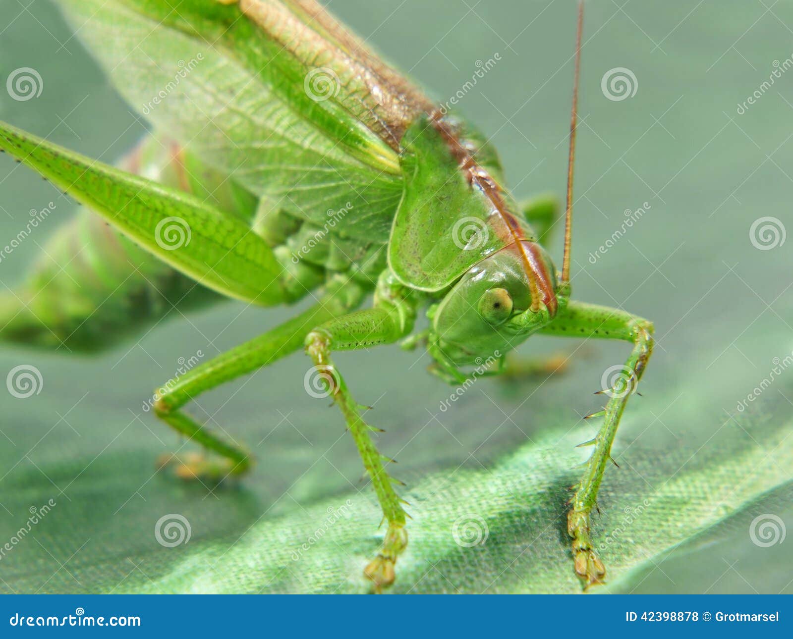 Green Locust Taken Closeup. Stock Photo - Image of devastate, macro ...