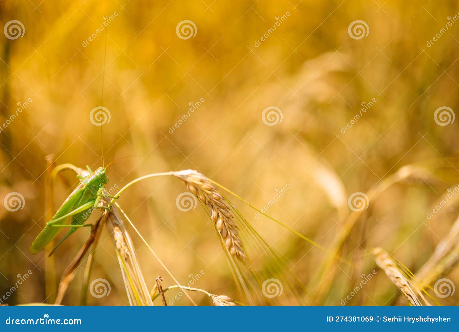 Green Locusts Devouring a Large Barley. Insect Pest. Pest Concept in ...