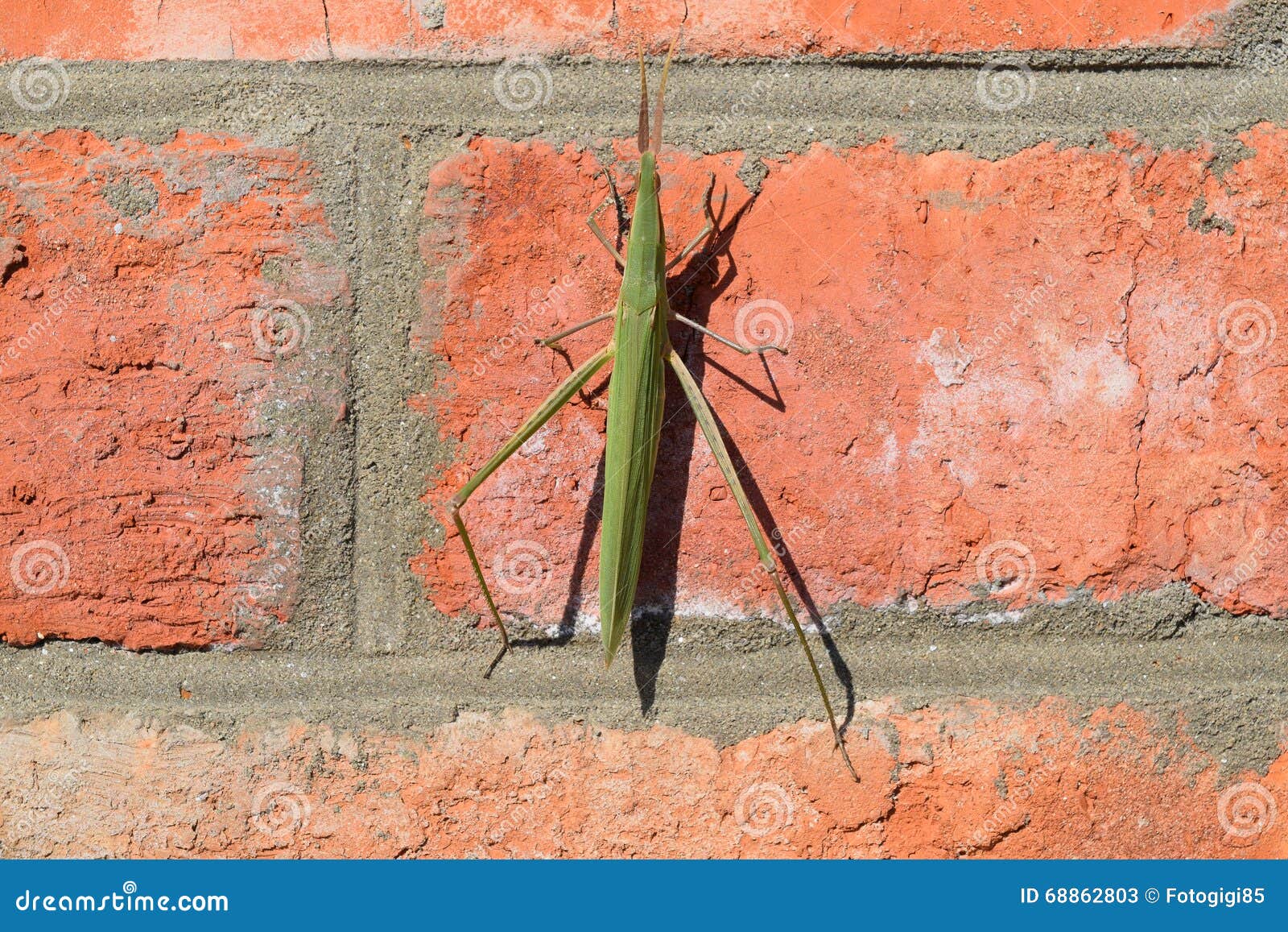 Green Locusts, Orthoptera Insect Stock Image - Image of green, life ...