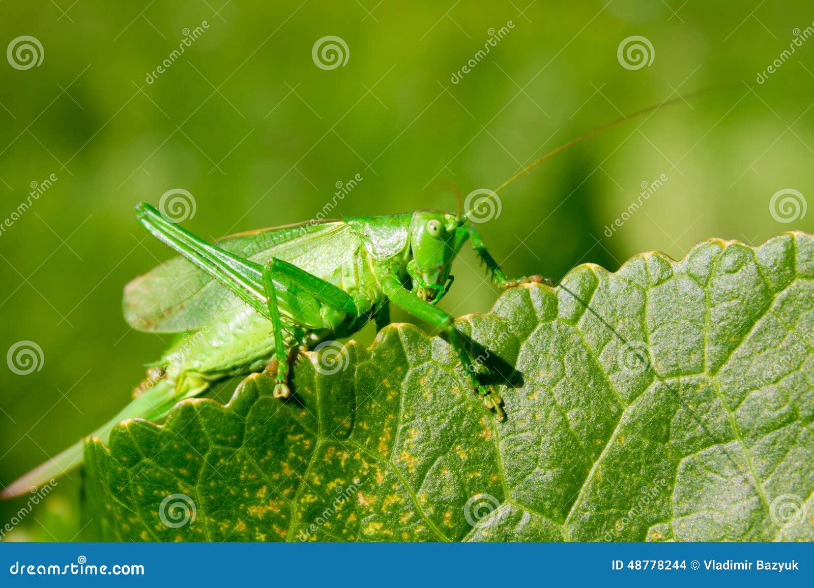 Green locusts stock photo. Image of close, macro, large - 48778244