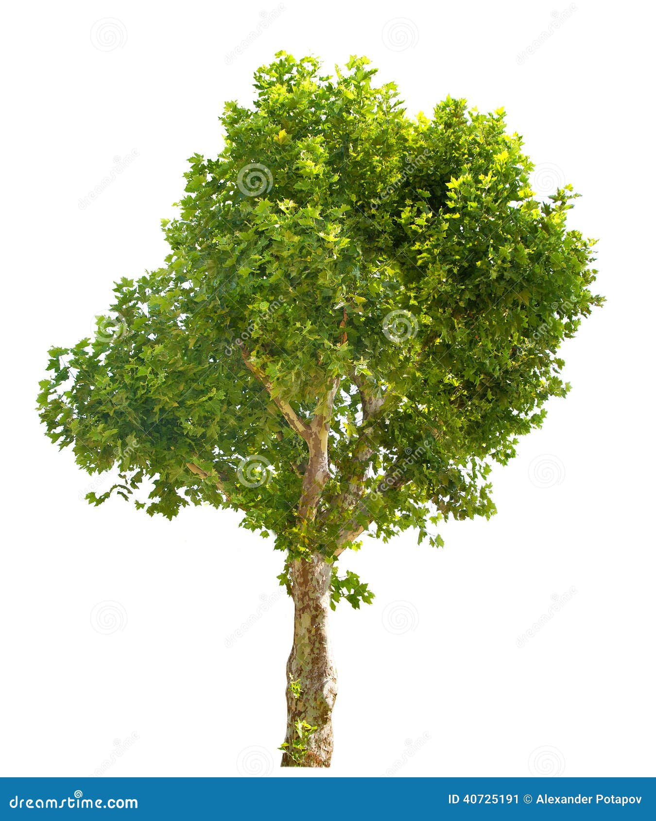 Plane Tree Bark Texture Royalty-Free Stock Image | CartoonDealer.com ...