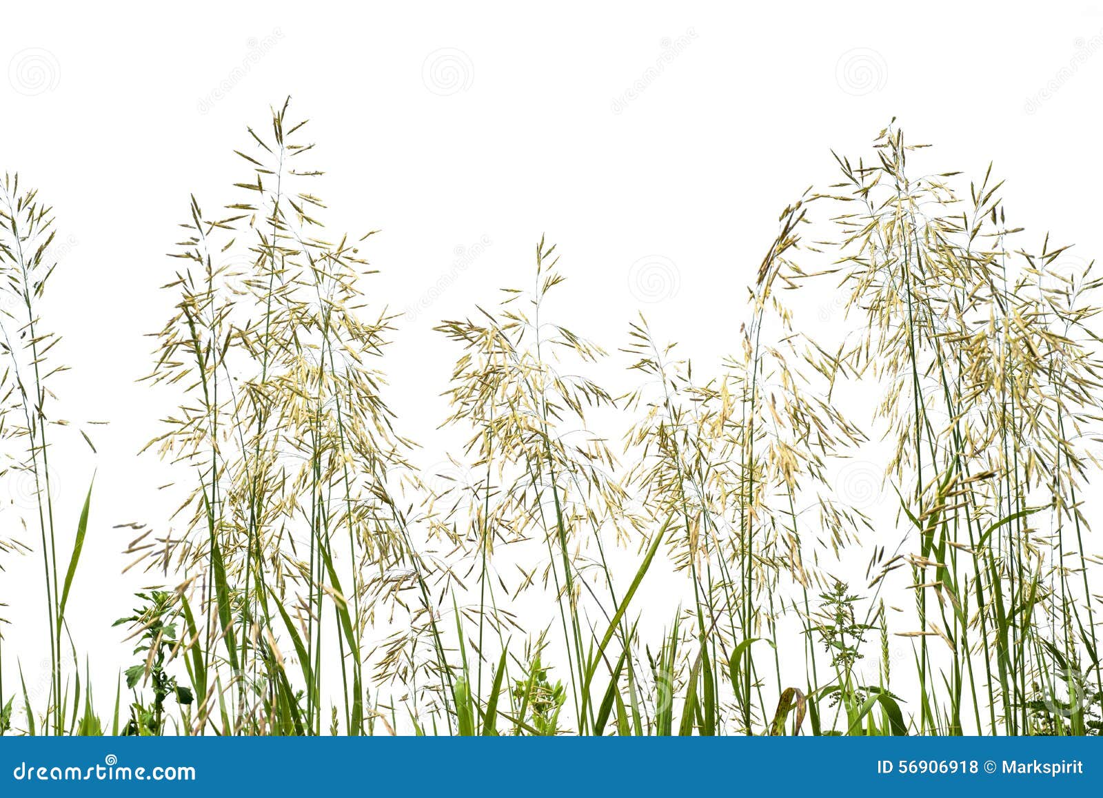 Green Long Grass Isolated on White Background Stock Photo - Image of ...