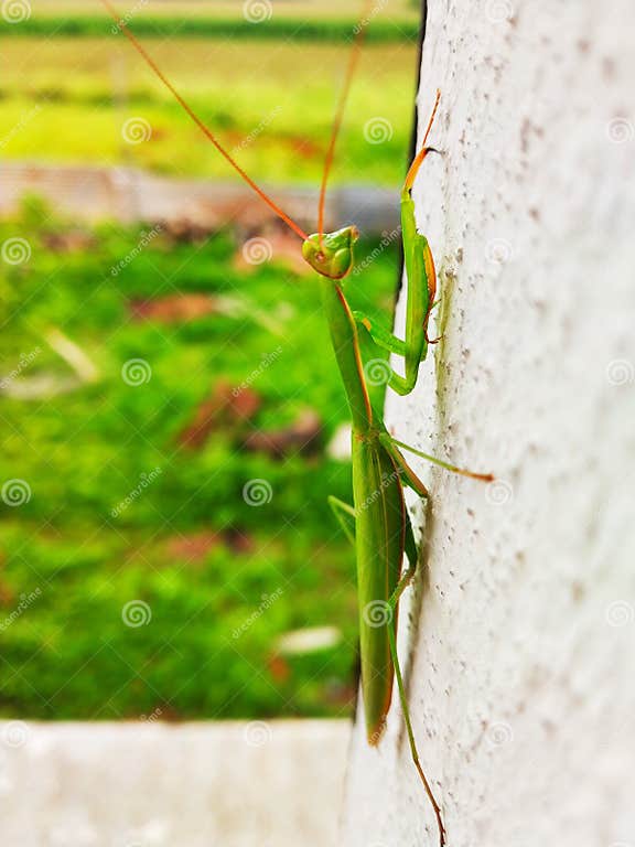 GREEN LONG GRASSHOPPER BIG stock photo. Image of grass - 193290748