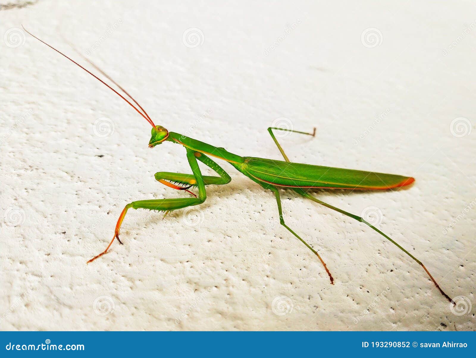 GREEN LONG GRASSHOPPER BIG stock photo. Image of long - 193290852