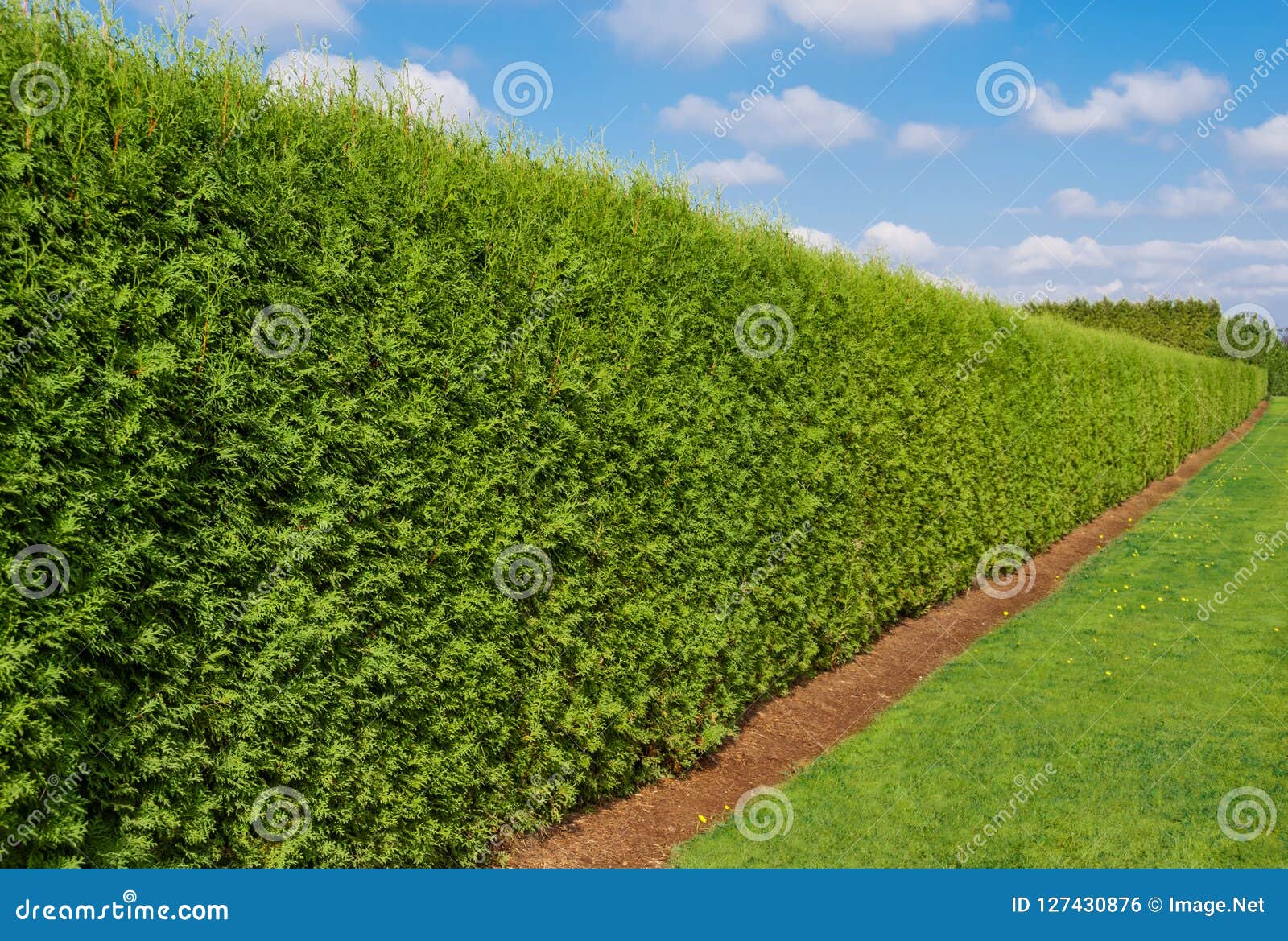 Green Long Hedge with a Lawn and Blue Sky Background Stock Photo ...
