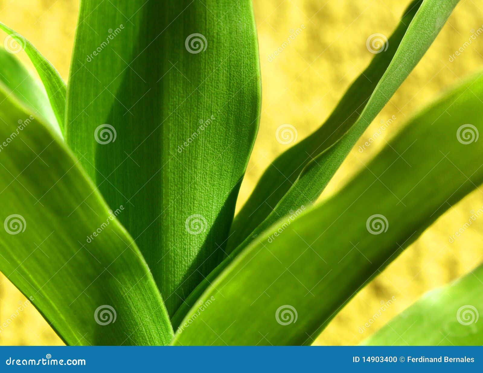 Green Long Leaves stock photo. Image of backyard, home - 14903400