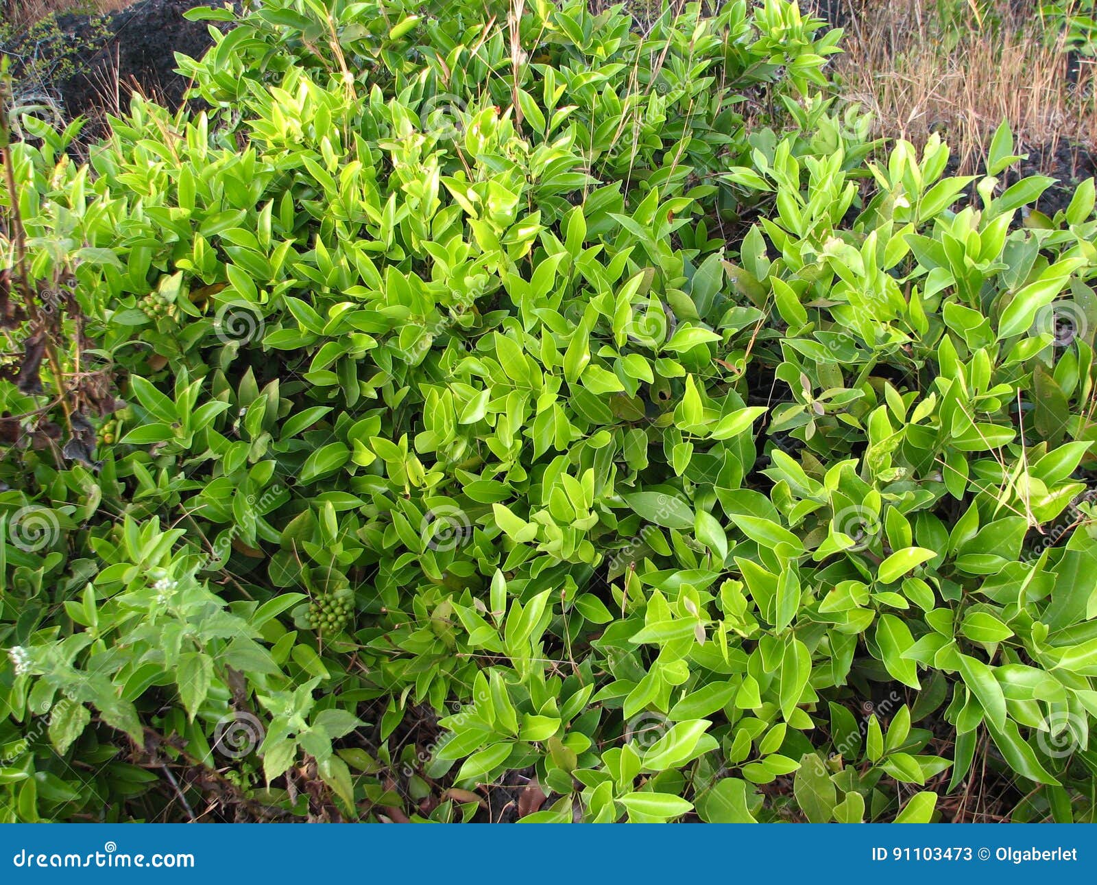 Green Long Leaves Background Stock Image - Image of branch, healthy ...