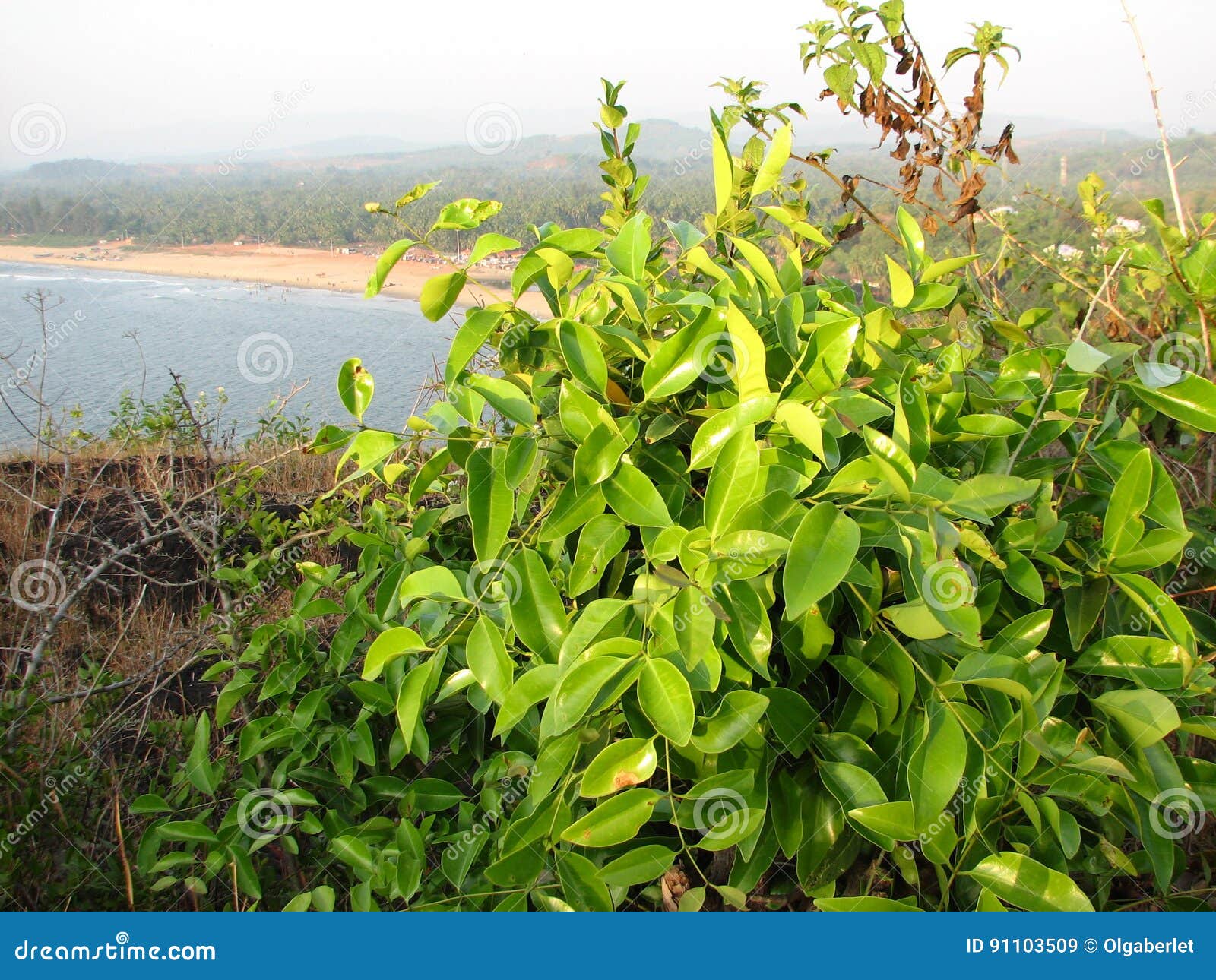 Green Long Leaves Background Stock Image - Image of closeup, growth ...