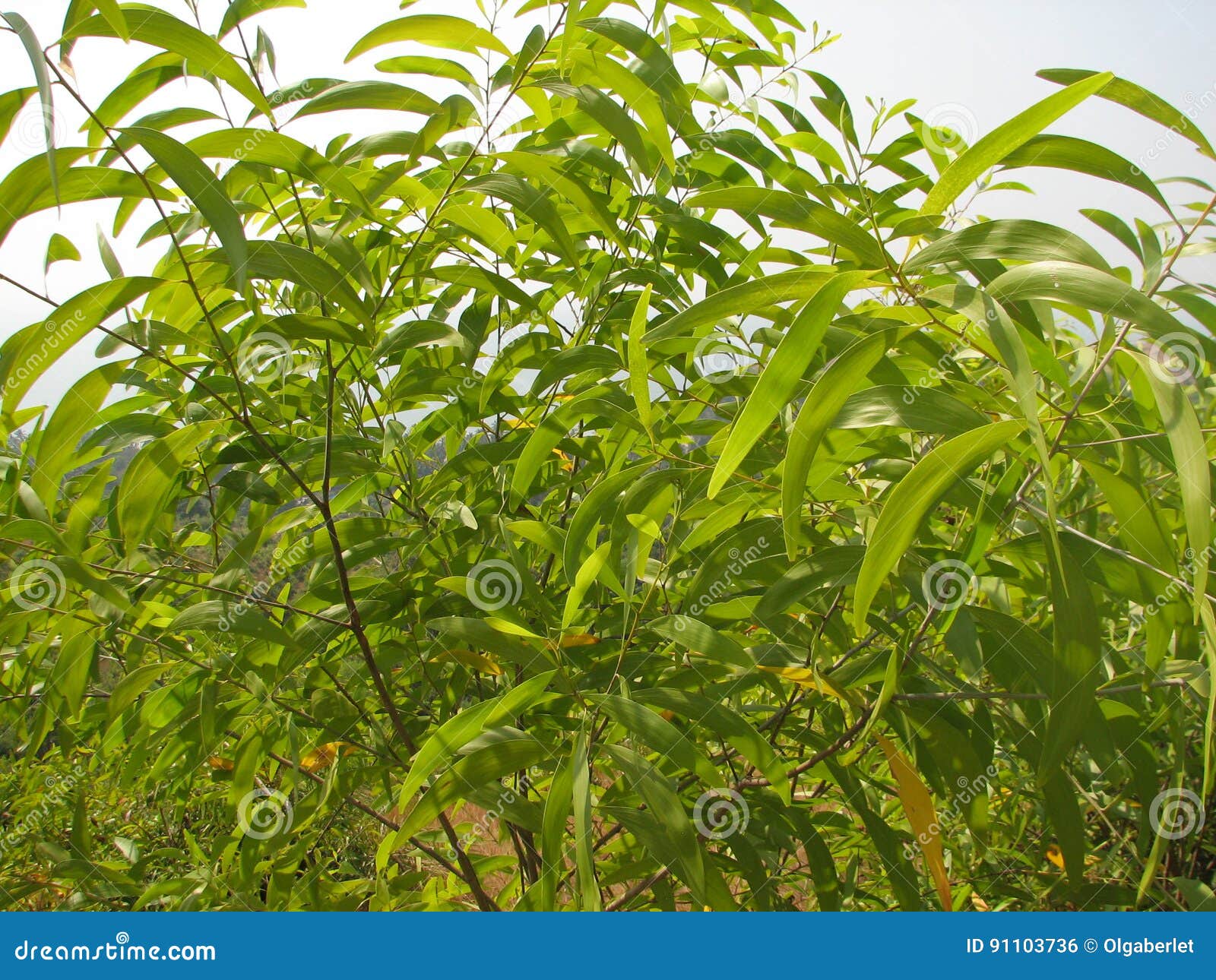 Green Long Leaves Background Stock Photo - Image of abstract, grass ...