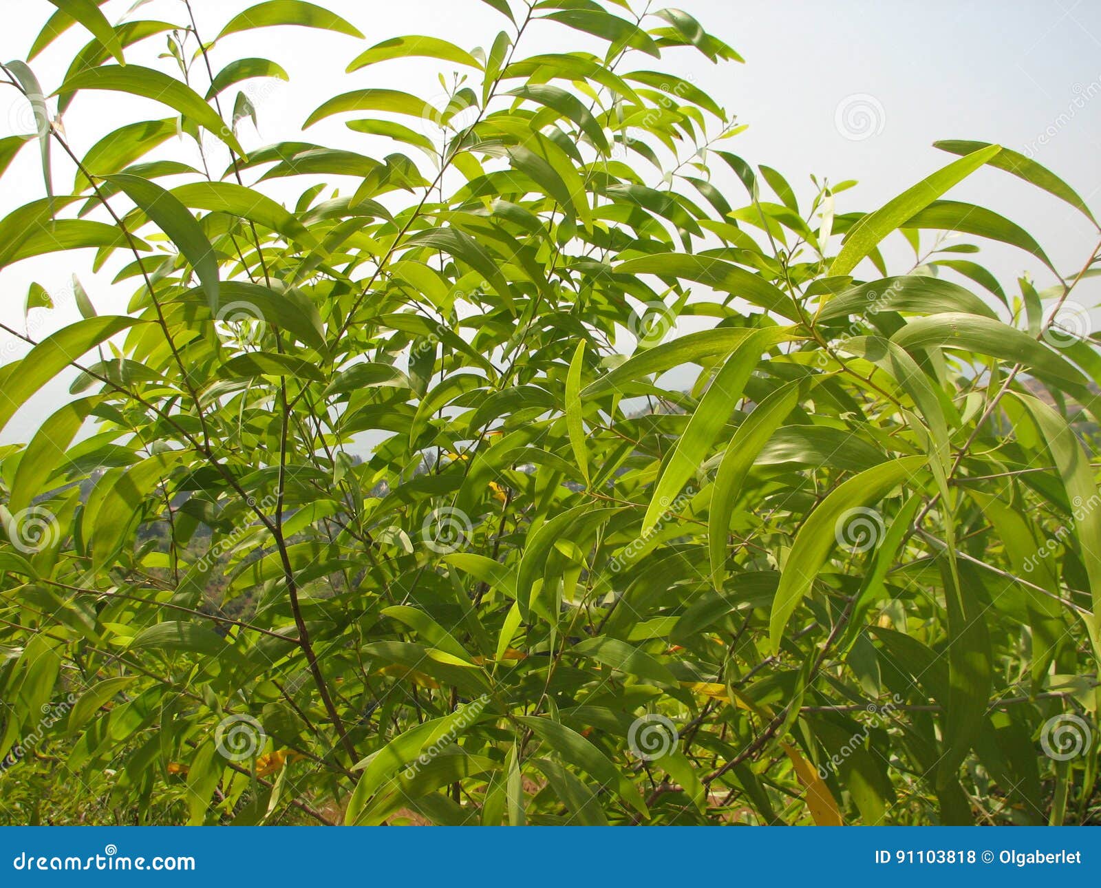 Green Long Leaves Background Stock Photo - Image of foliage, bright ...