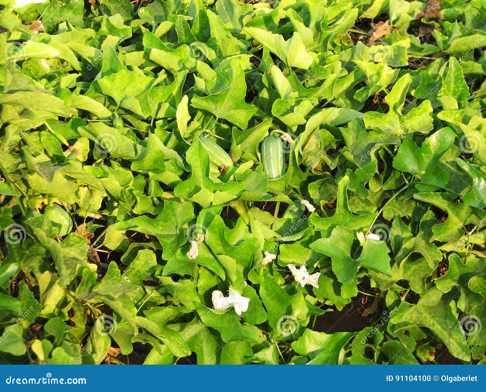 Green Long Leaves Background Stock Photo - Image of agriculture, floral ...