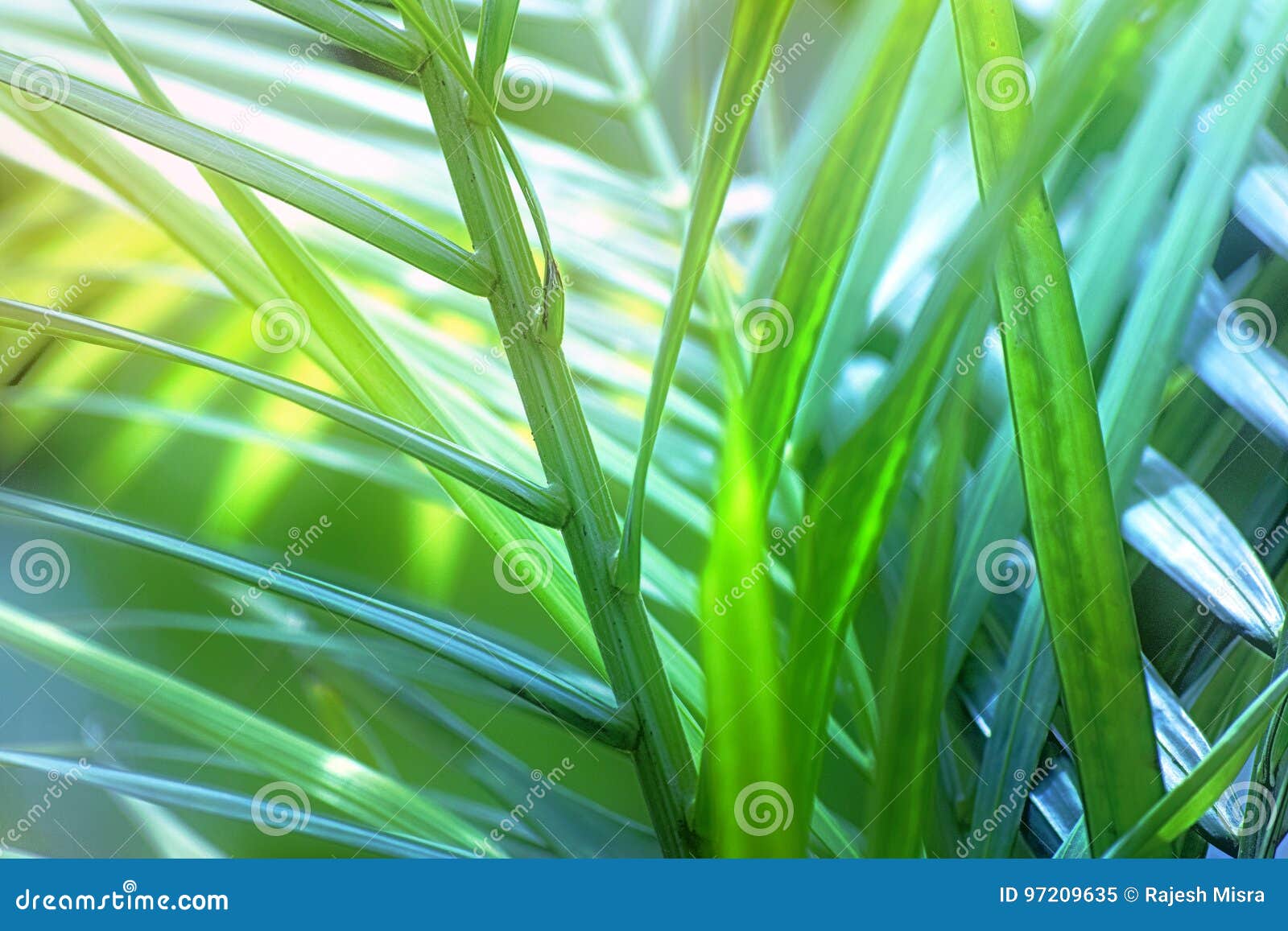 Green long leaves stock image. Image of floral, nature - 97209635