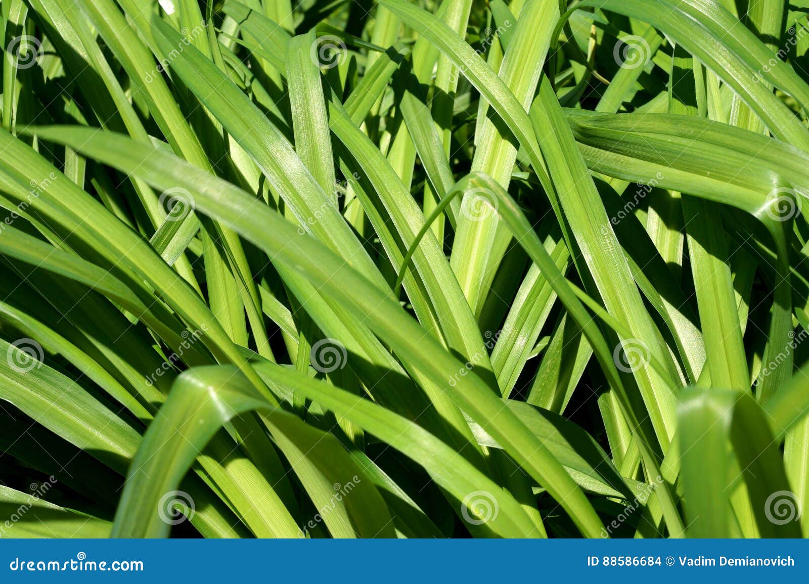 The Green long a leaves stock photo. Image of color, beautifully - 88586684