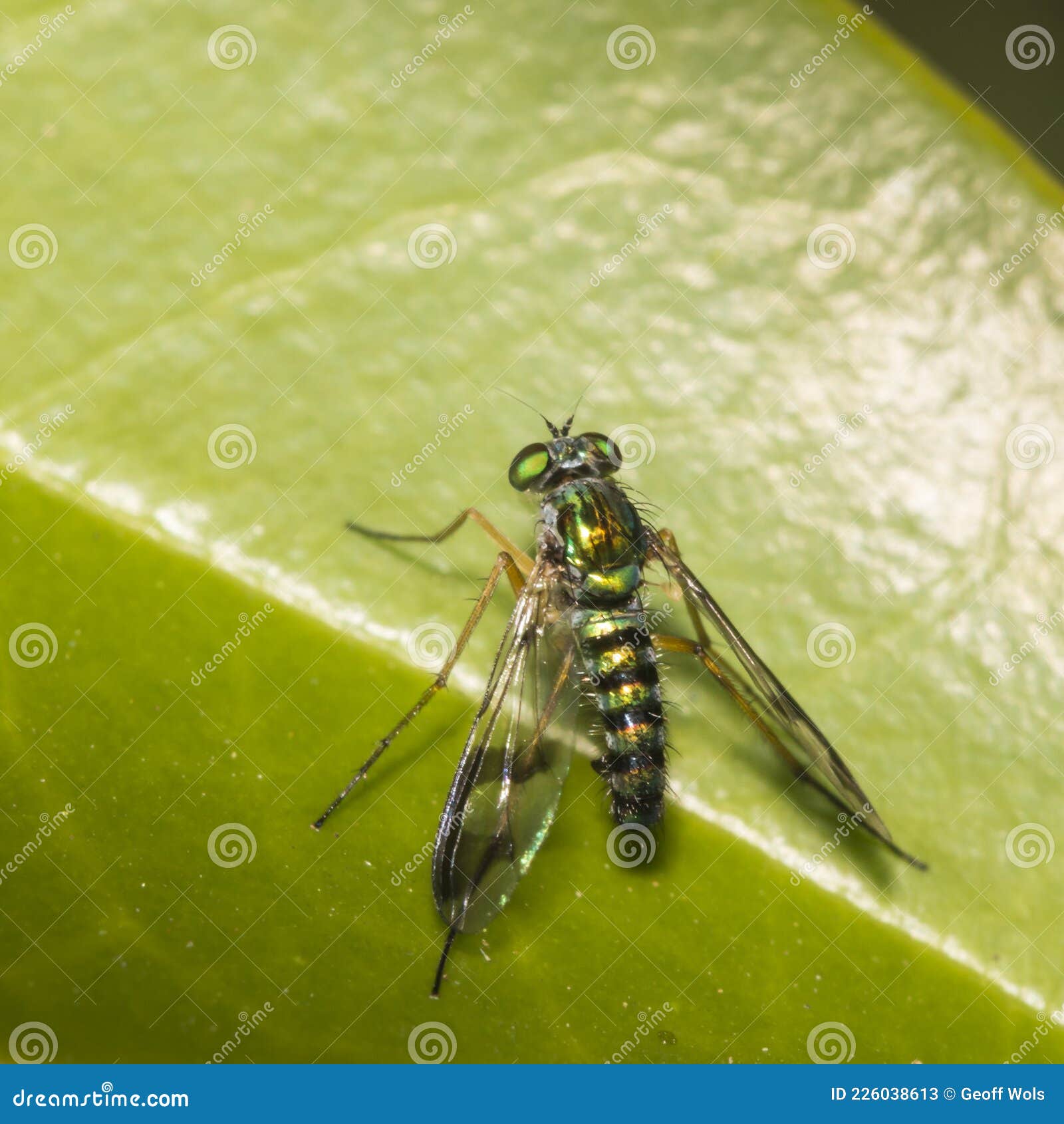 Green Long Legged Fly on a Leaf Stock Image - Image of nature, macro ...