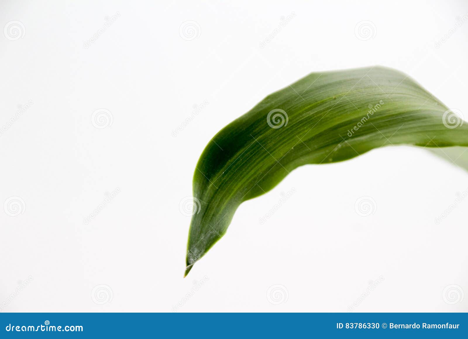 Green long plant leaf stock photo. Image of plant, background - 83786330