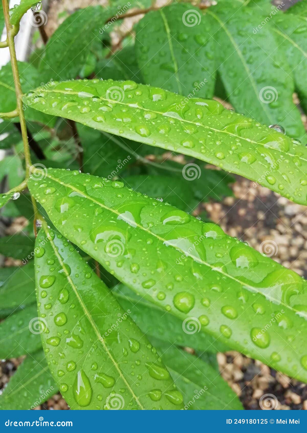 Green Longan Tree Leaves Pictures Stock Image - Image of longan, green ...