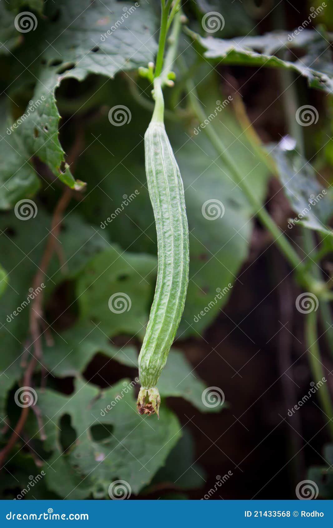 Green Loofah Plant in Garden Stock Photo - Image of crop, food: 21433568