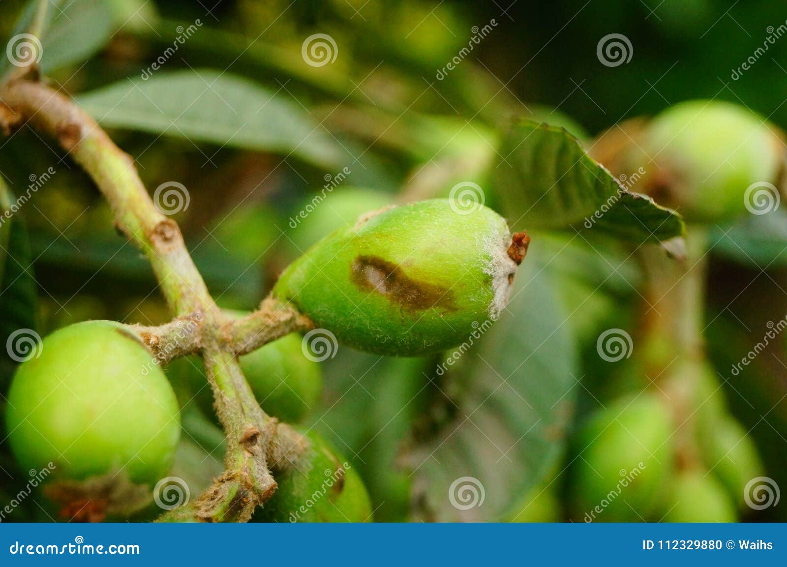 Loquat fruit in growth stock photo. Image of growth - 112329880
