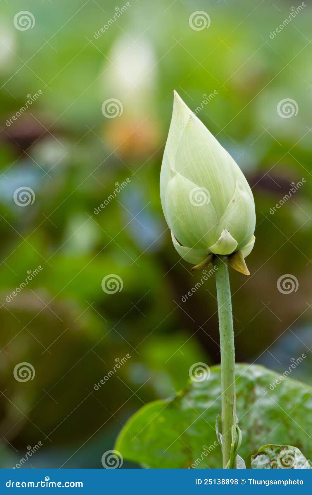 Green lotus flower stock photo. Image of details, botanical - 25138898