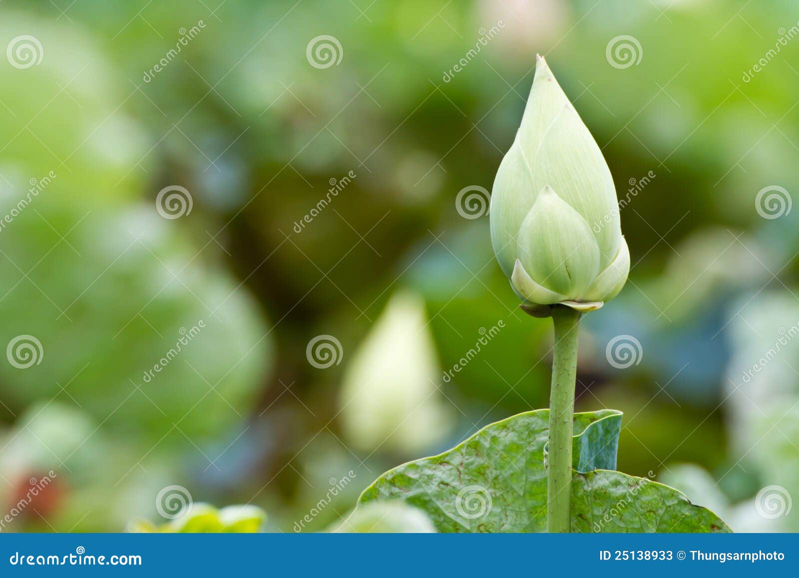 Green lotus flower stock image. Image of oriental, flower - 25138933