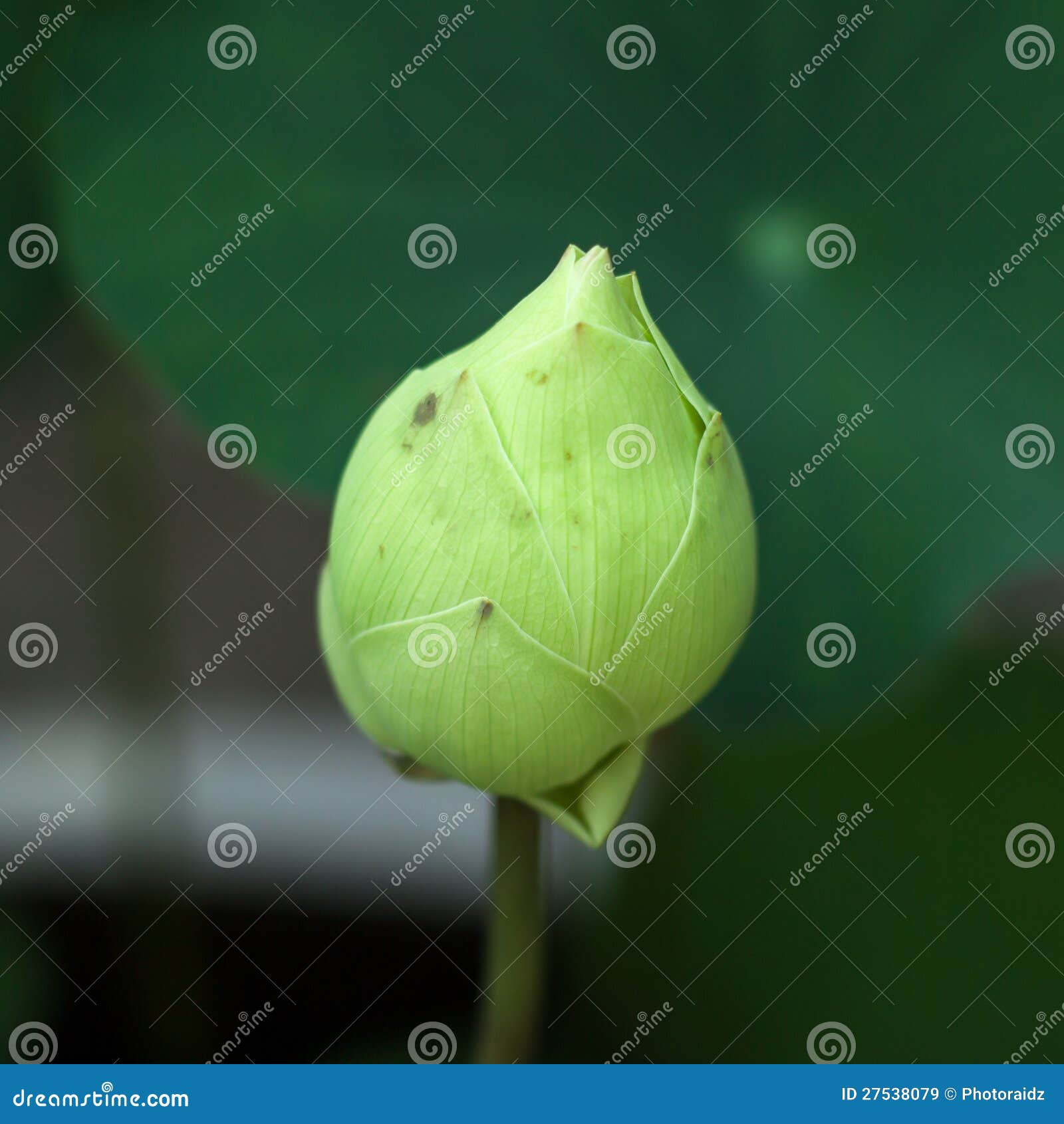 Green lotus flower stock image. Image of pure, decoration - 27538079