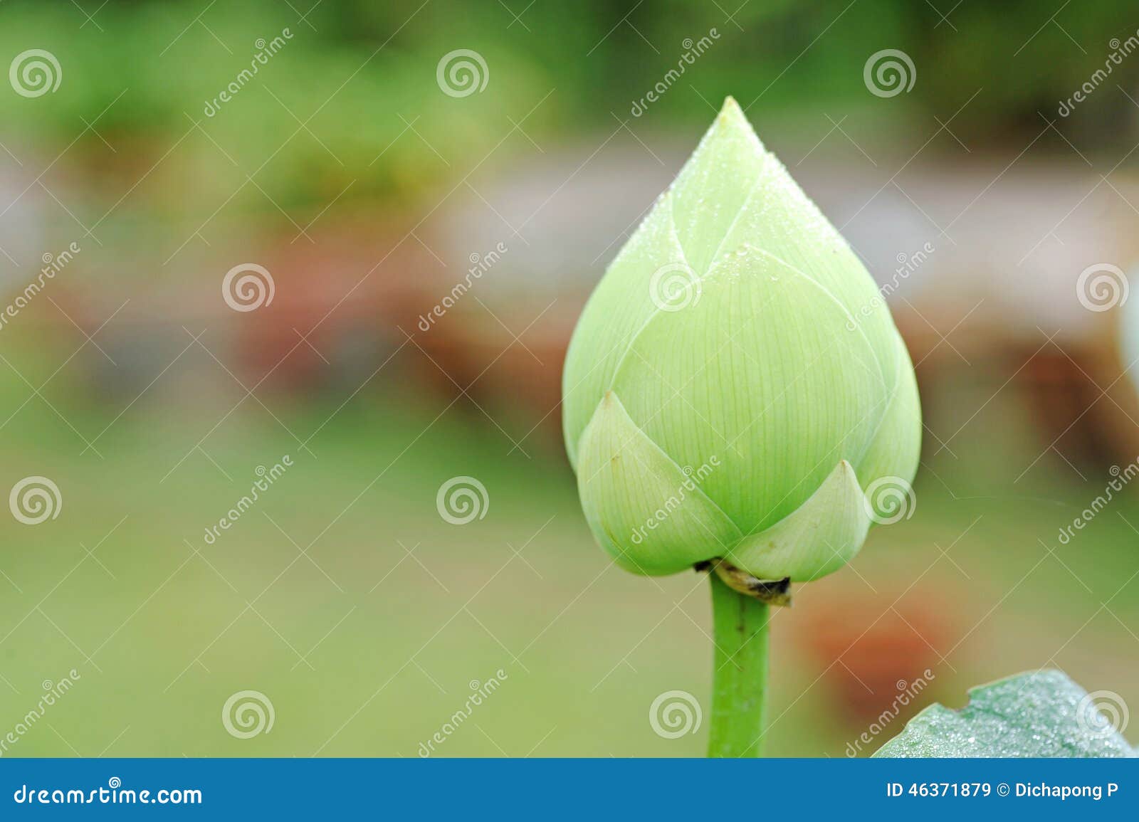 Green Lotus Flower stock image. Image of natural, flower - 46371879