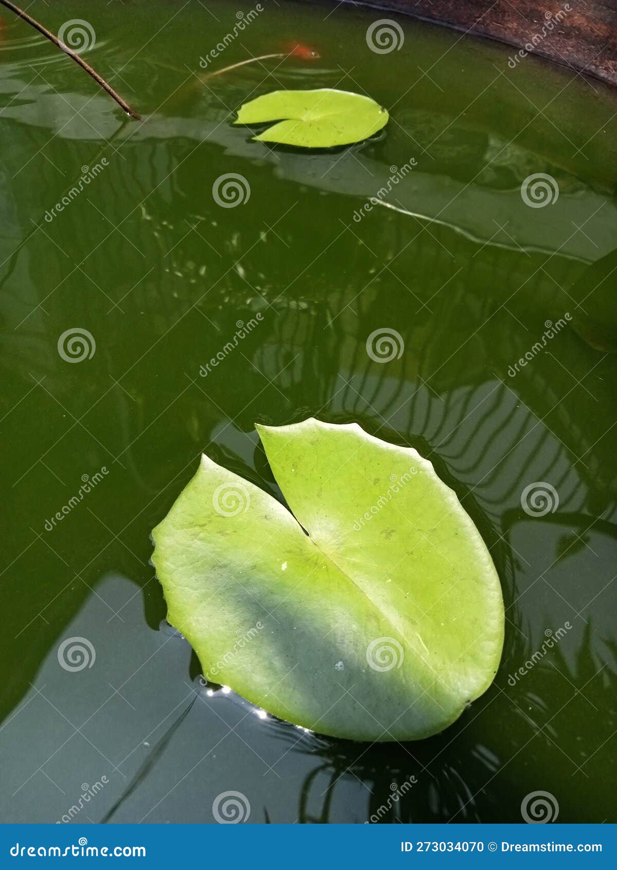 A Green Lotus Leaf Shoot in the Middle of the Pond. Stock Photo - Image ...